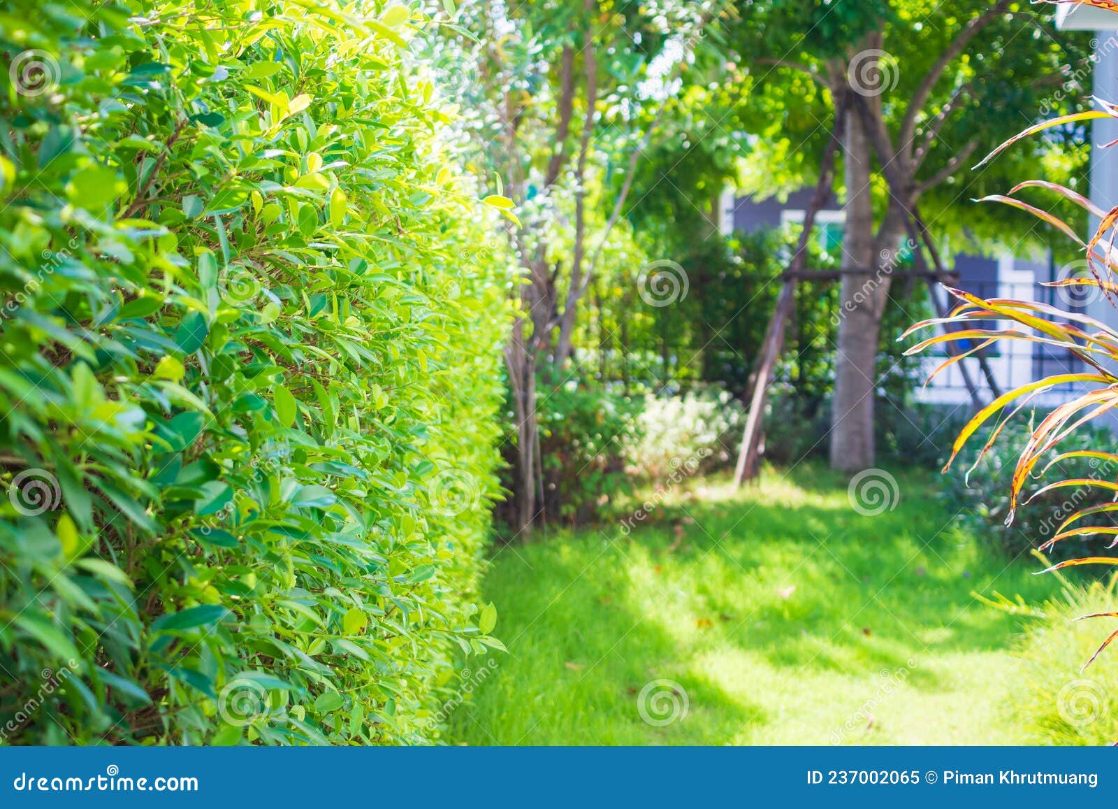 Beautiful Green Garden Outside the House Stock Image - Image of leaf ...