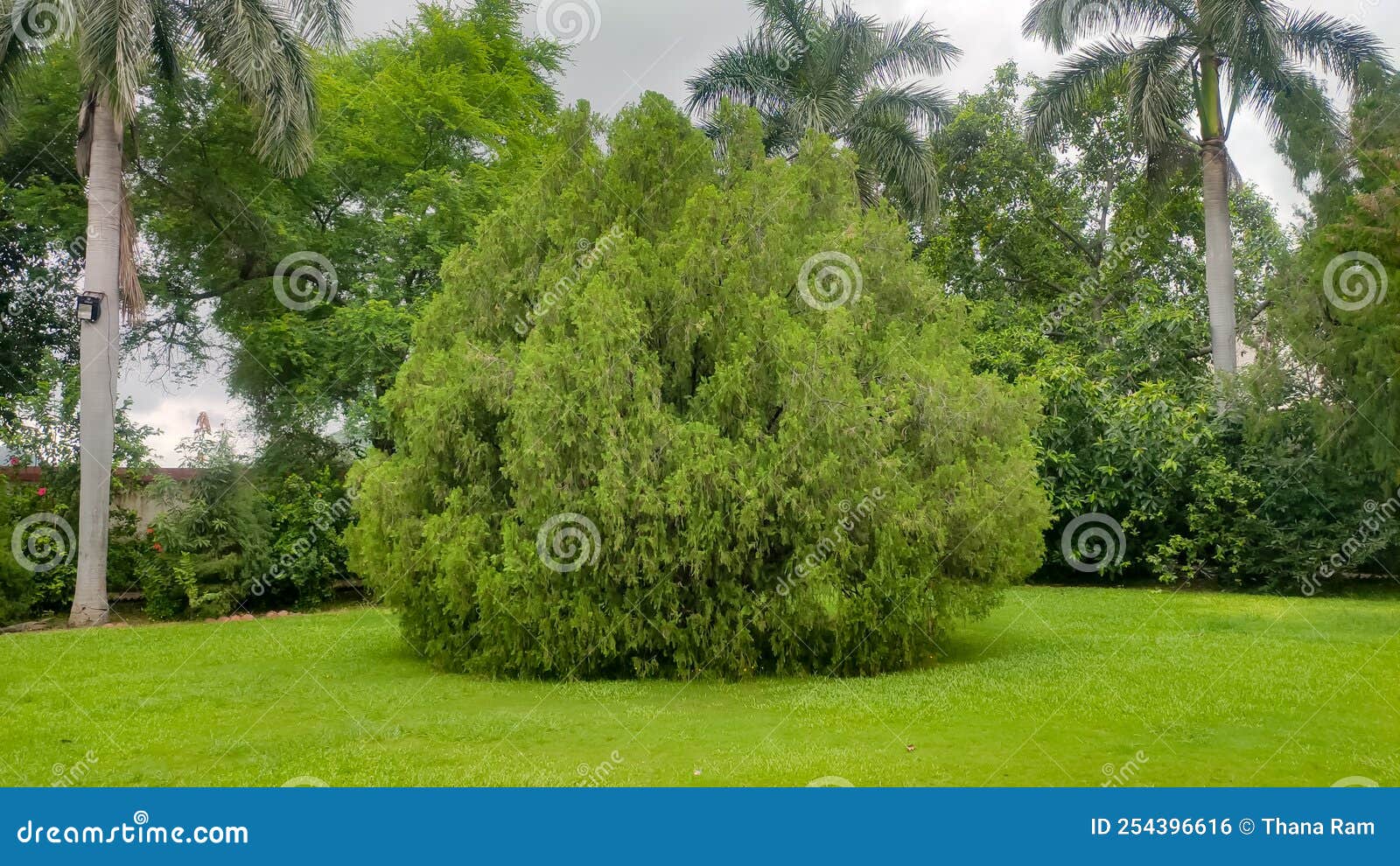 Beautiful Green Garden and Trees, Greenery of the Garden Stock Photo ...