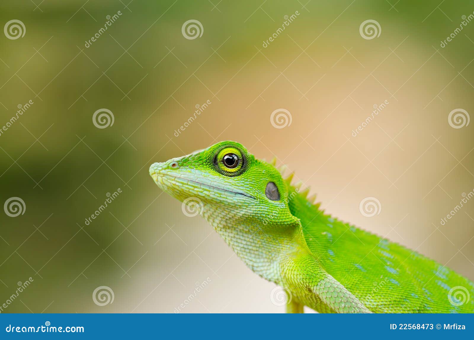 Beautiful Green Gecko Lizard Stock Image - Image of colorful, ecology ...