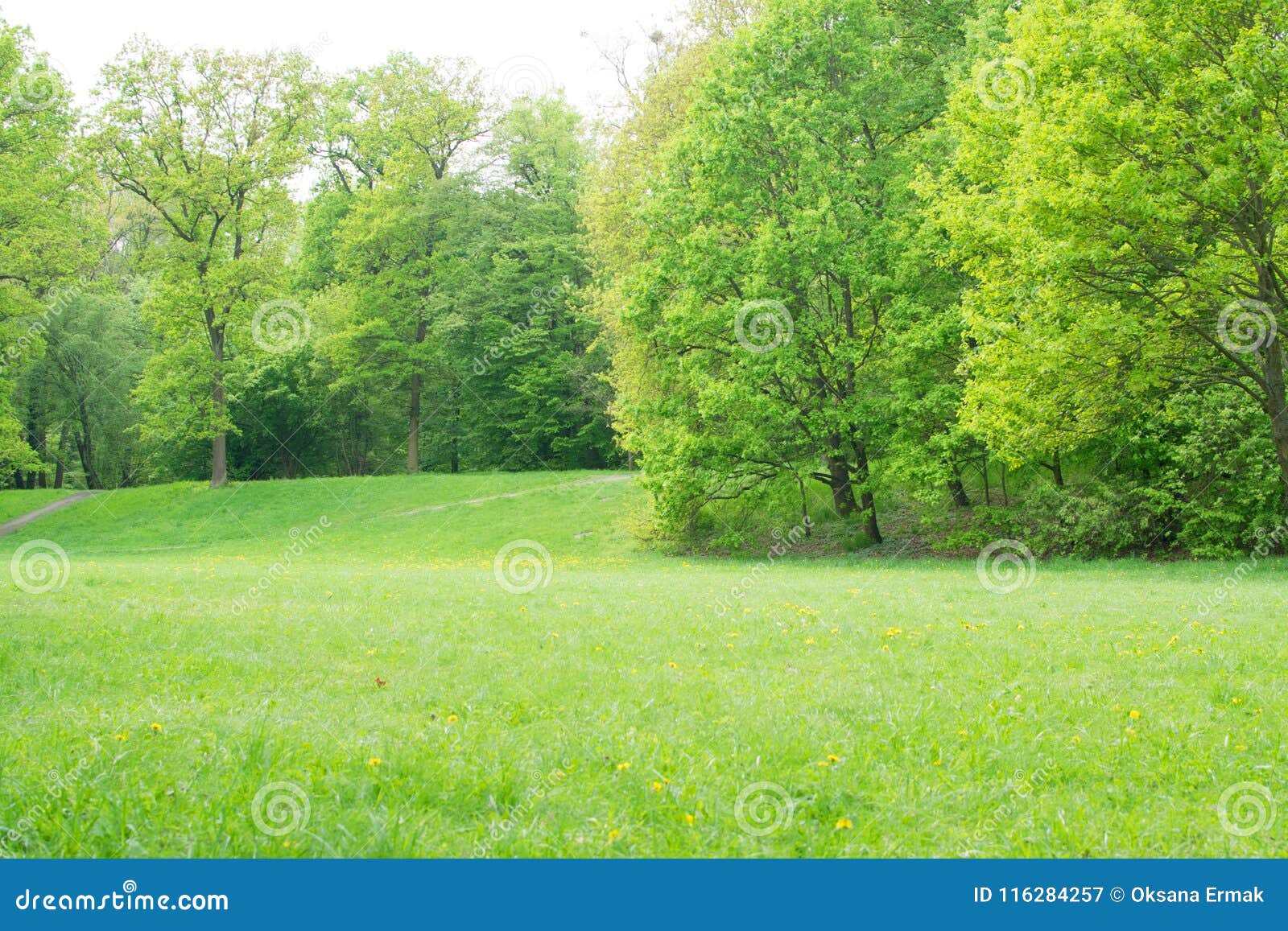Beautiful Spring Meadow stock image. Image of wild, vacation - 116284257