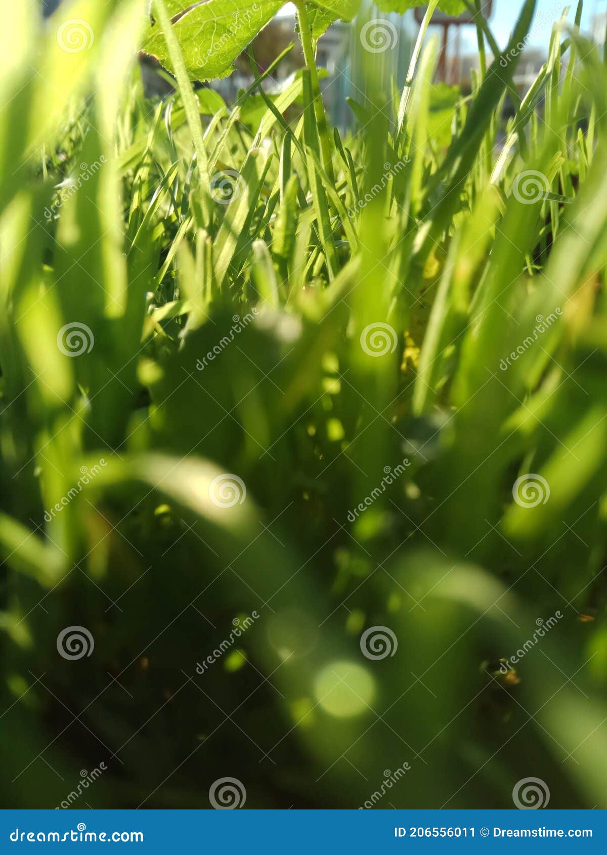 Beautiful green grass stock image. Image of flower, yellow - 206556011