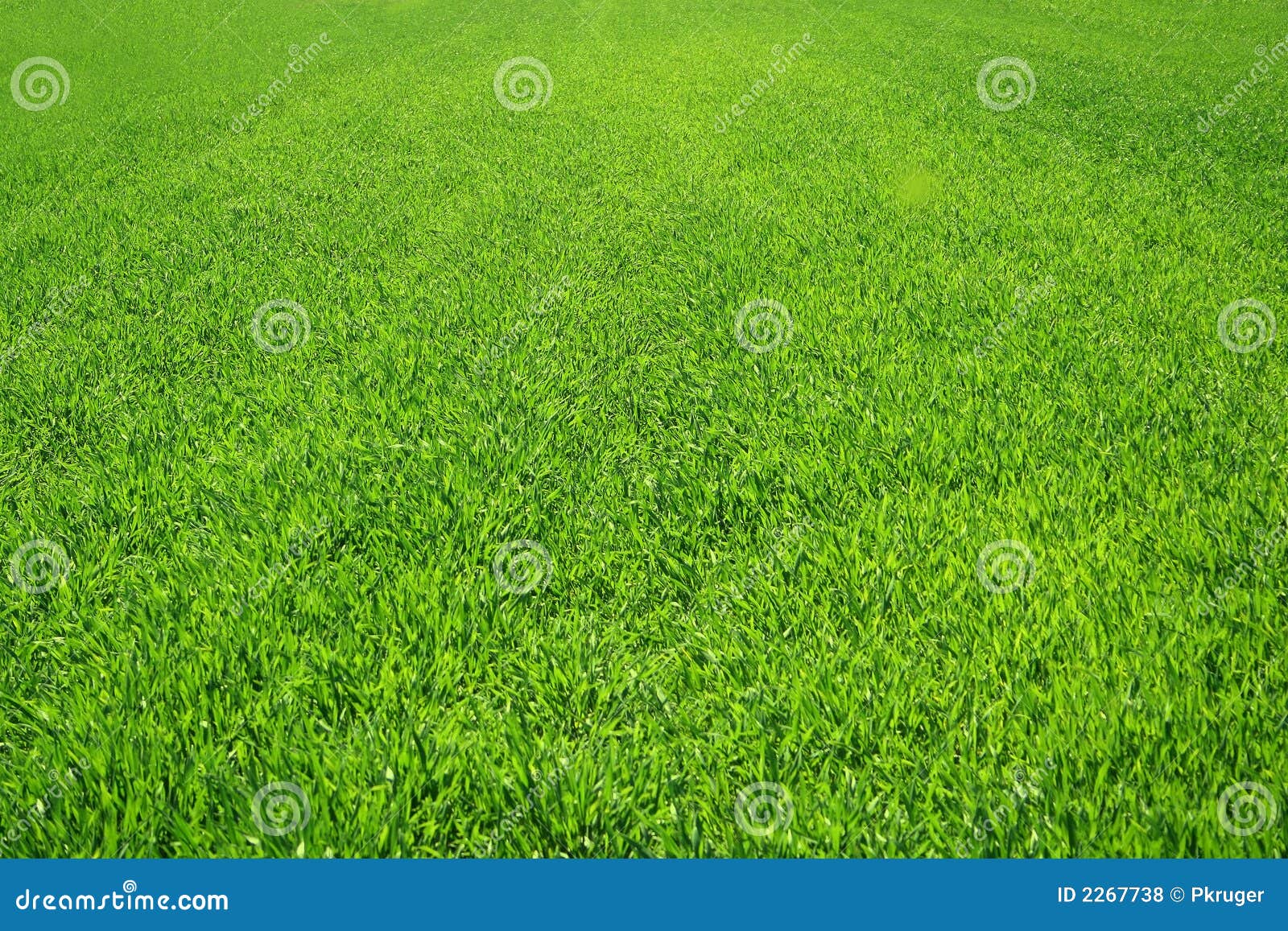Beautiful green grass stock photo. Image of environment - 2267738