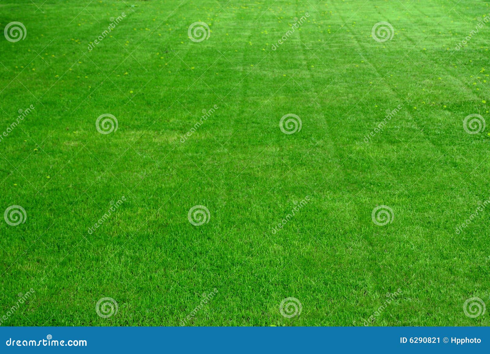 Beautiful green grass stock image. Image of garden, nature - 6290821