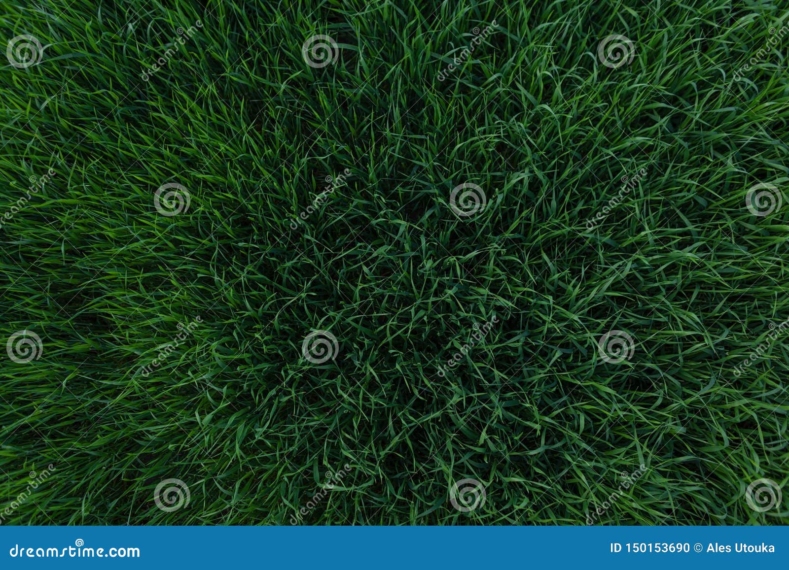 Beautiful Green Grass Background Texture. Lawn Design Element. View ...
