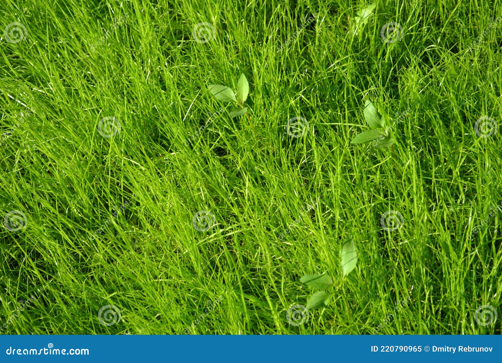 Beautiful Green Grass. Green Background Stock Image - Image of lawn ...