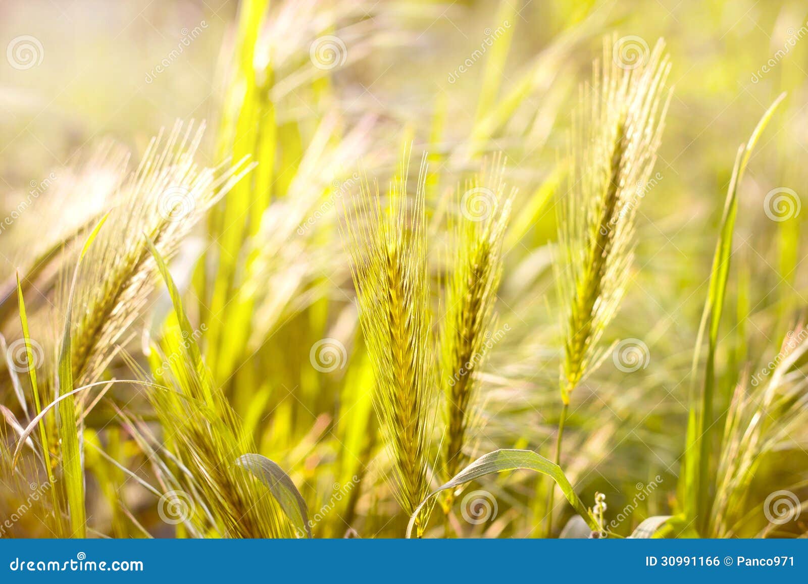 Beautiful green grass stock photo. Image of outdoors - 30991166