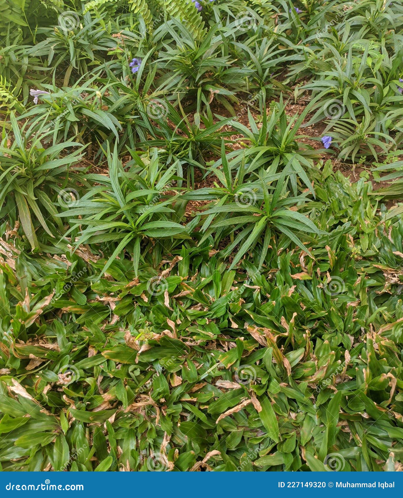 Beautiful Green Grass and Bush Plants in the Garden Stock Photo - Image ...