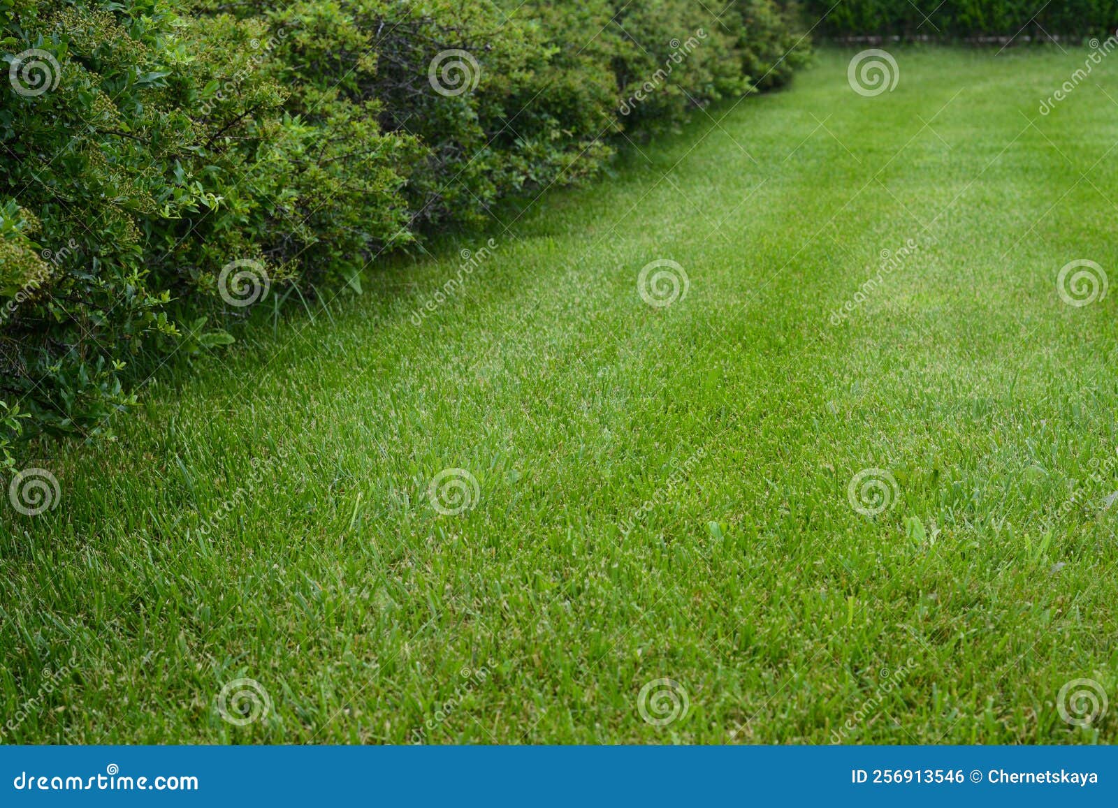 Beautiful Green Grass and Bushes in Garden Stock Photo - Image of field ...