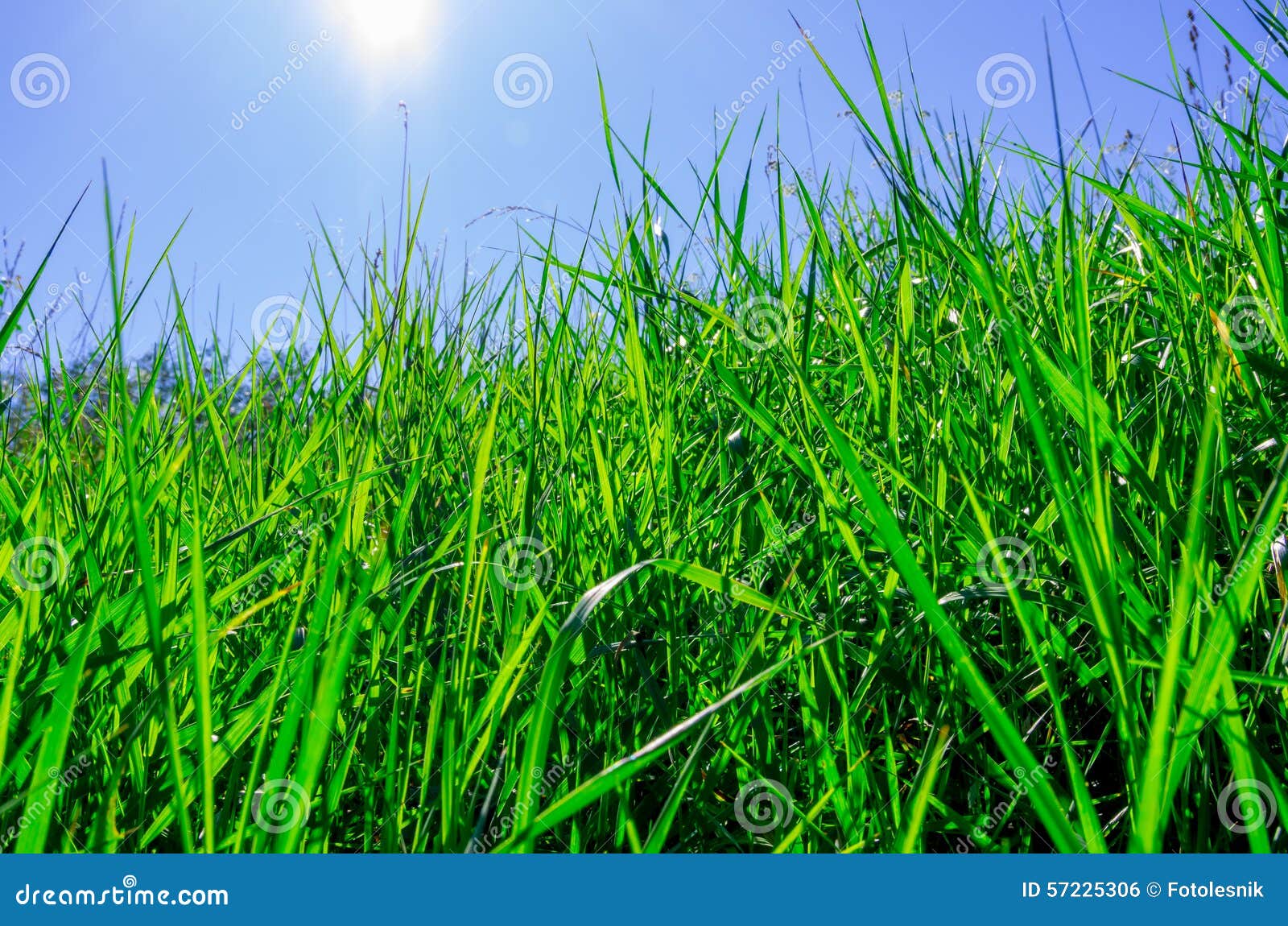 Beautiful green grass stock photo. Image of agriculture - 57225306