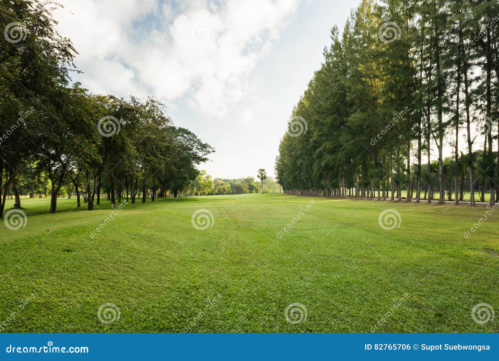 Beautiful Green Grass Field at the Park Stock Photo - Image of sunny ...