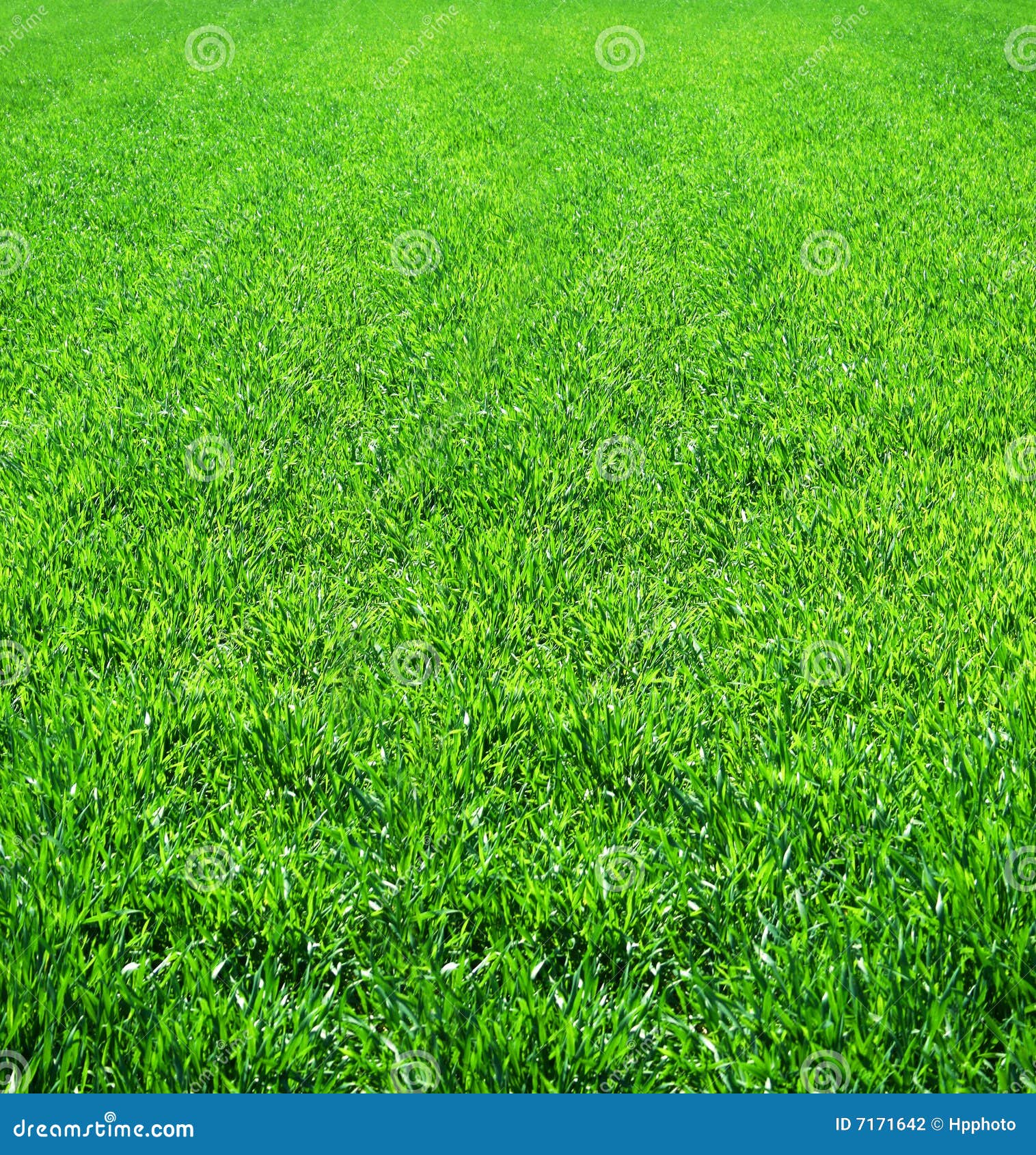 Beautiful Green Grass Field Scenic Stock Photo - Image of grass ...