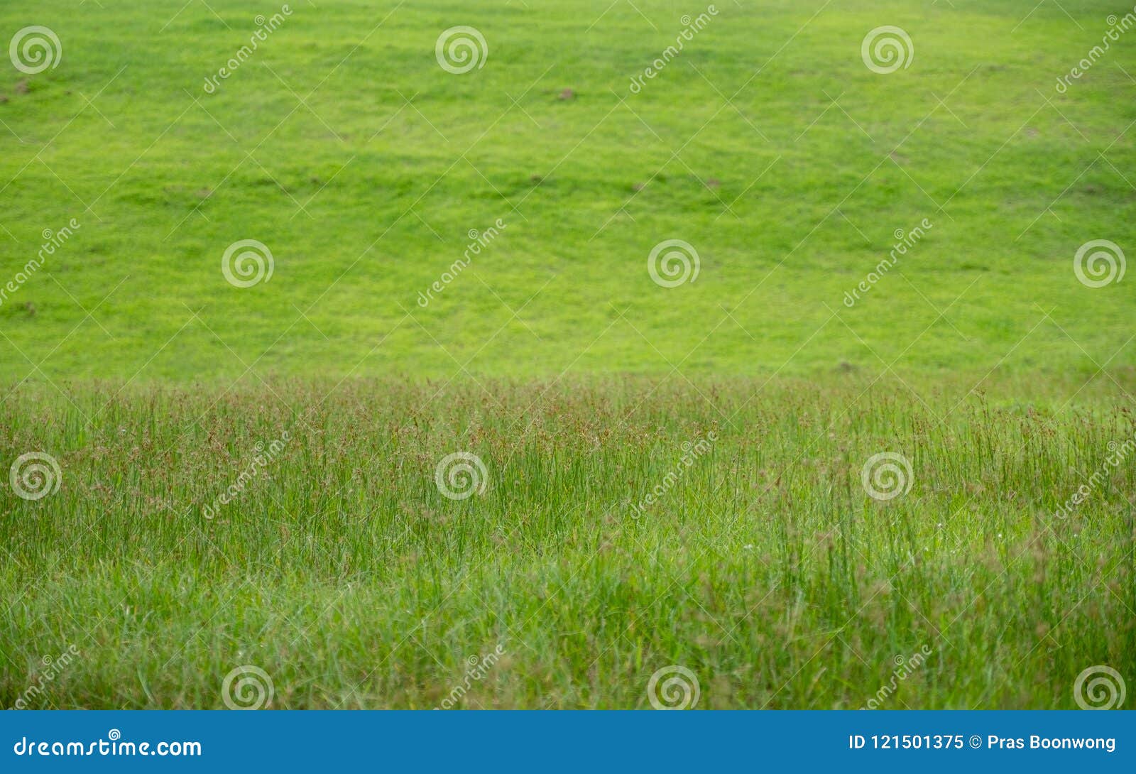A Beautiful Green Grass Field with Small Flowers Stock Image - Image of ...