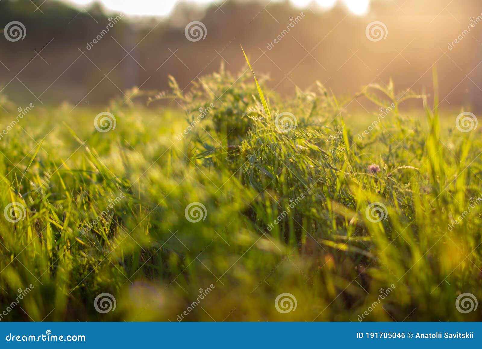 Beautiful Green Grass in a Field at Sunset Stock Photo - Image of ...