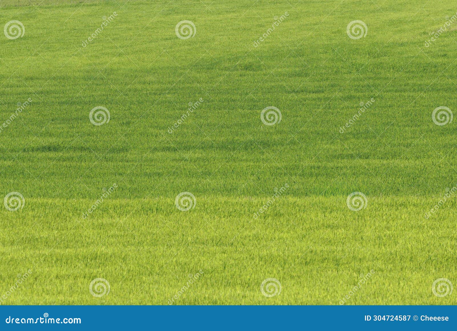 Beautiful Green Grass Field Texture Stock Image - Image of summer ...