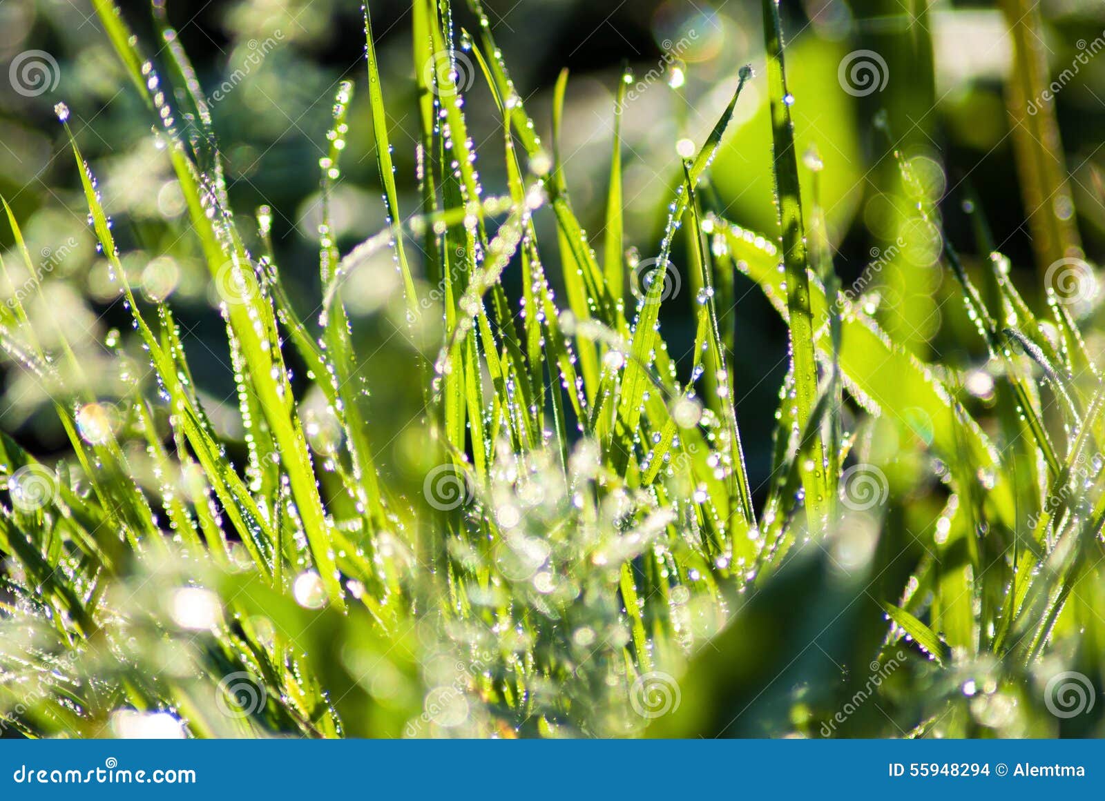 Beautiful green grass stock photo. Image of herb, garden - 55948294