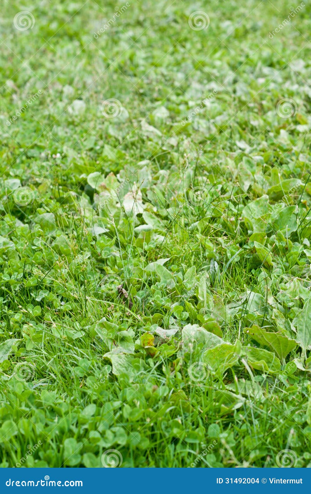 Beautiful green grass stock photo. Image of green, backdrop - 31492004