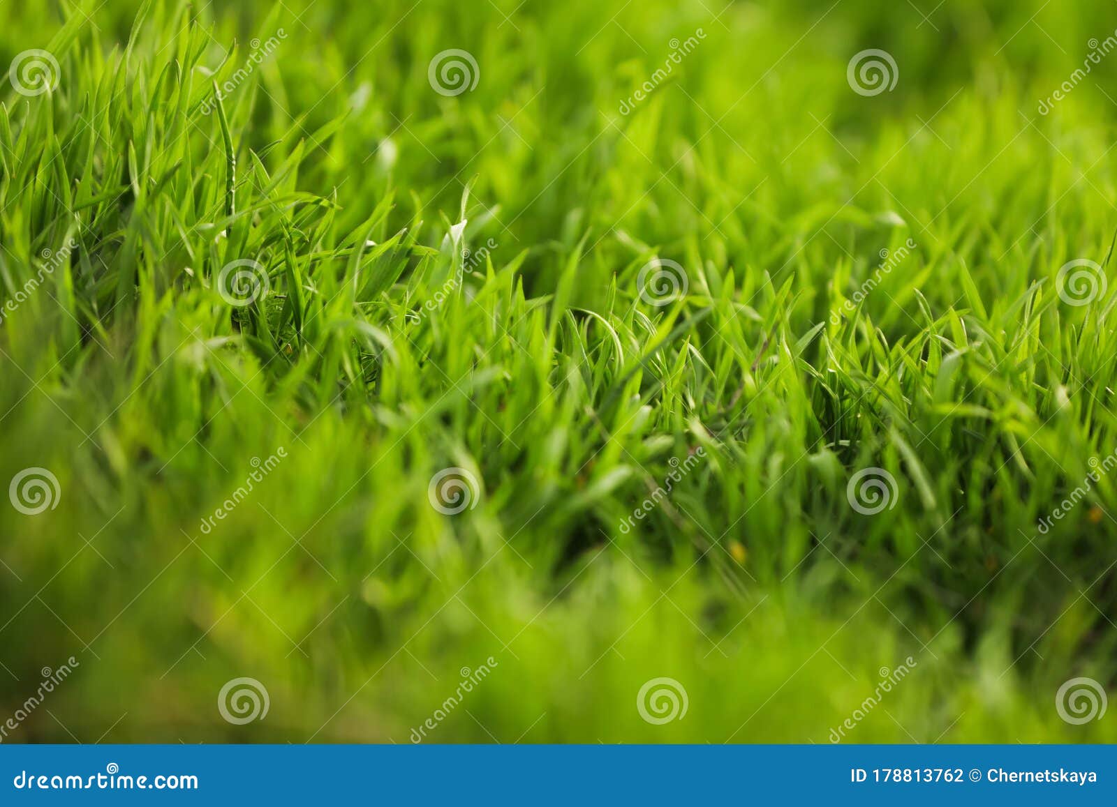 Beautiful Green Grass Outdoors on Spring Day, Closeup Stock Photo ...