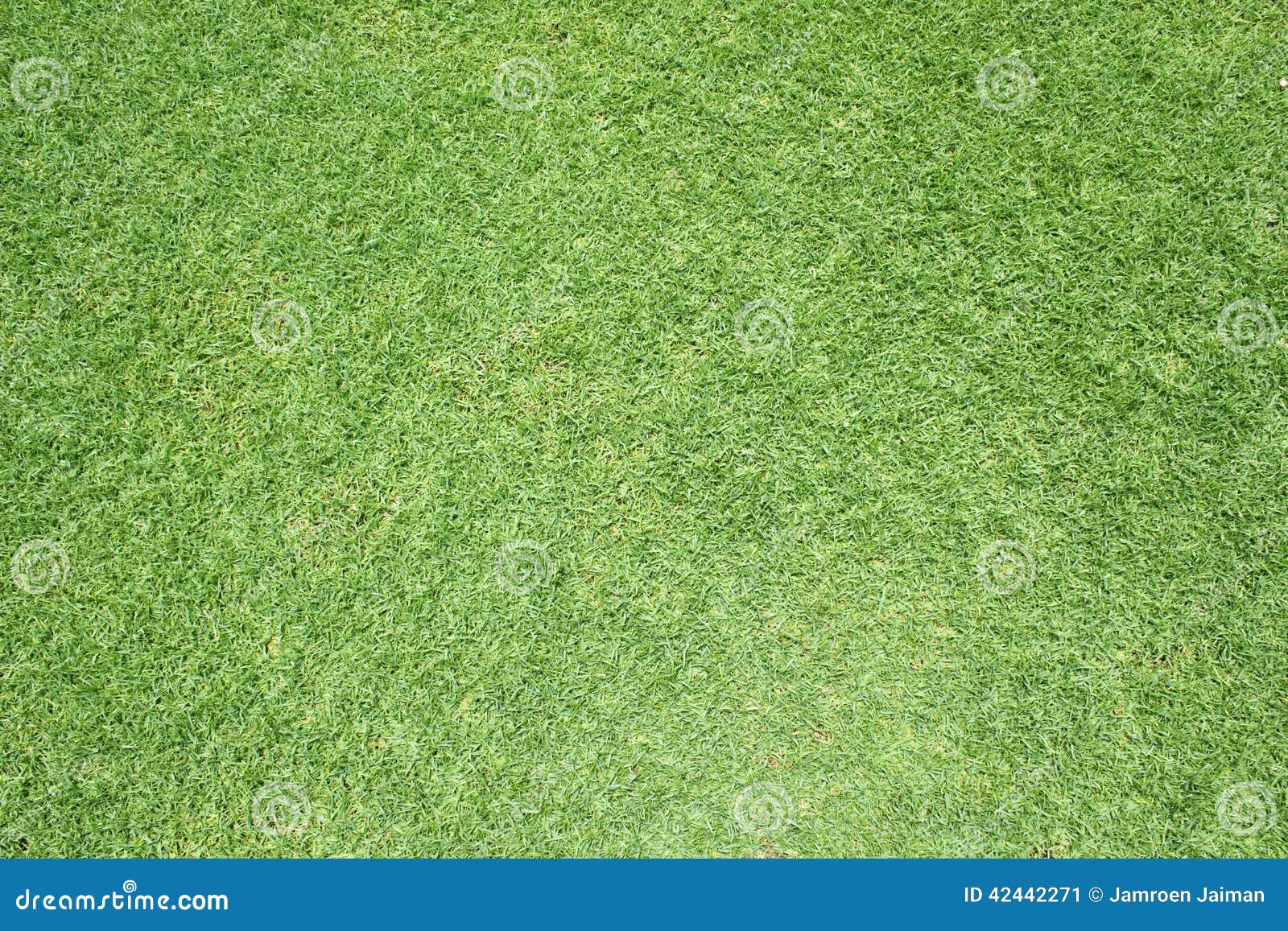 Beautiful Green Grass Pattern from Golf Course Stock Image - Image of ...