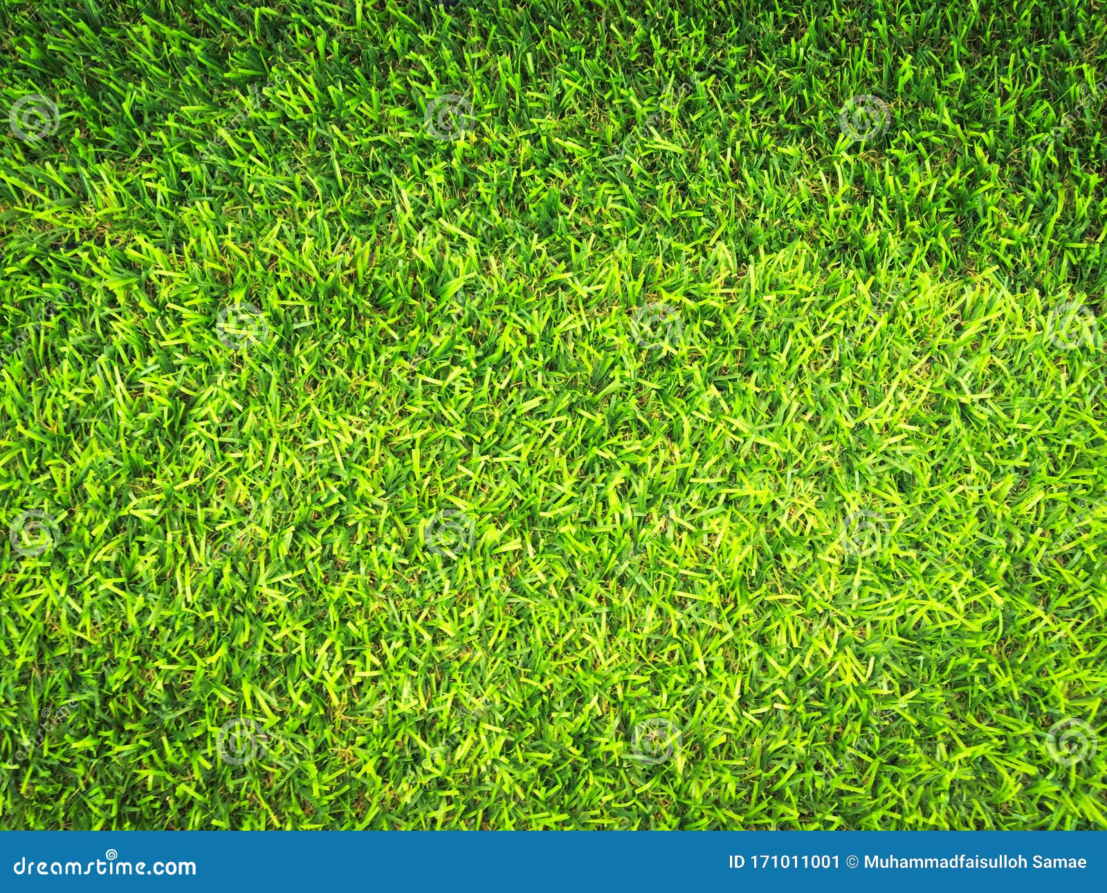 Beautiful Green Grass Pattern from Golf Course for Background. Copy ...
