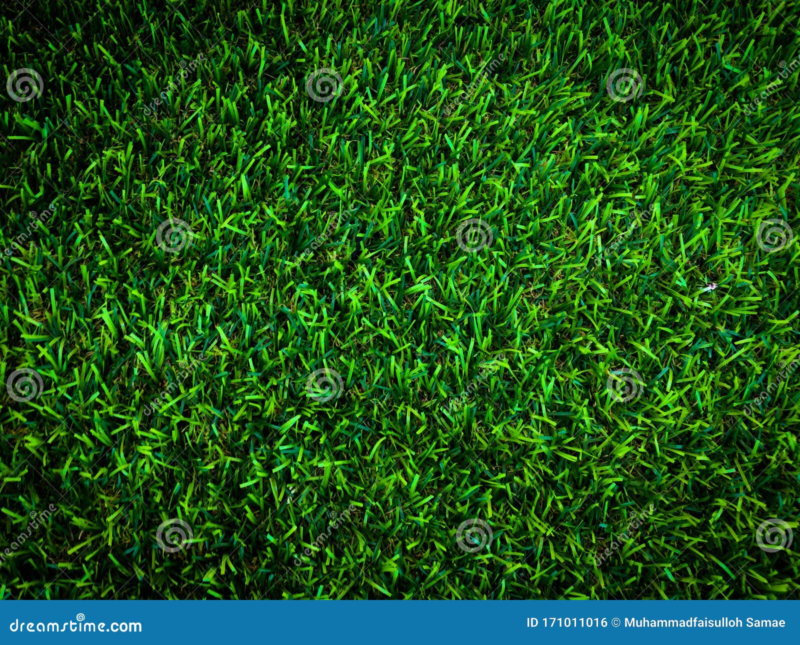 Beautiful Green Grass Pattern from Golf Course for Background. Copy ...