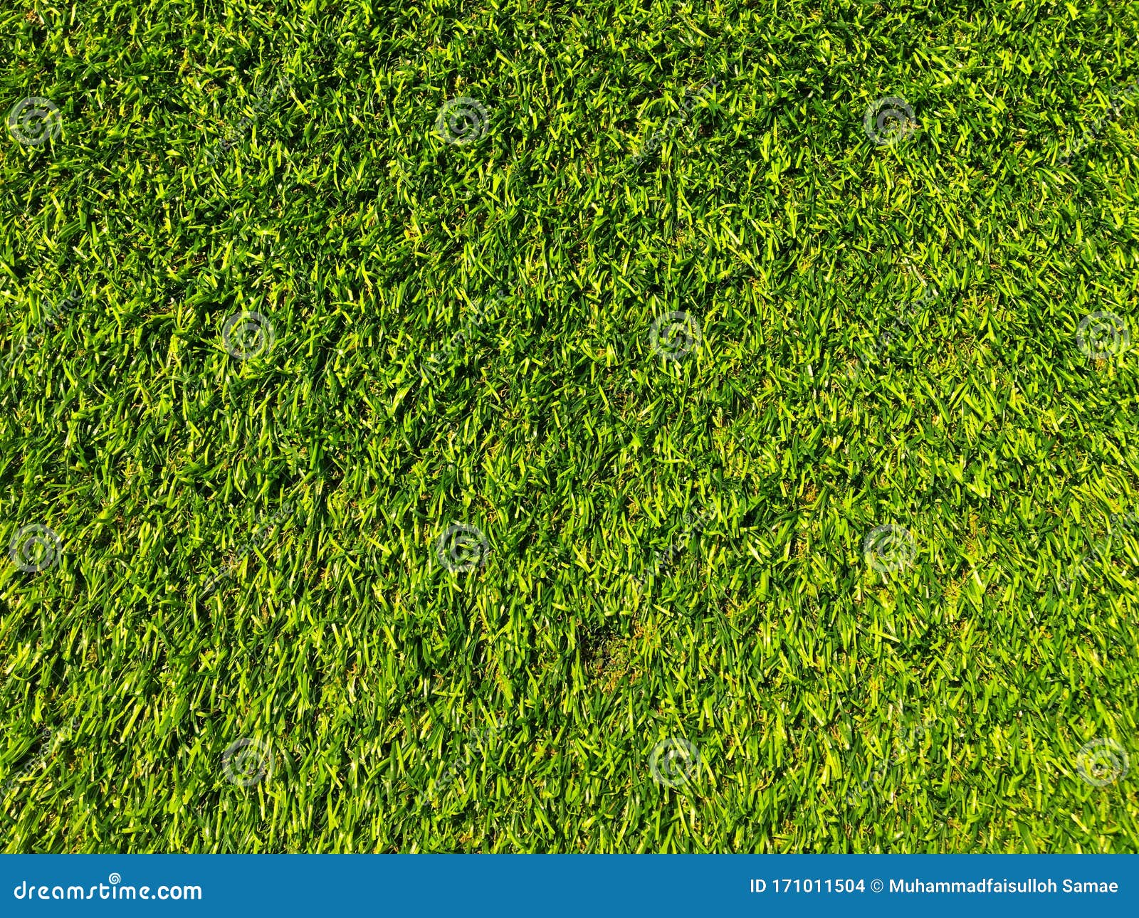 Beautiful Green Grass Pattern from Golf Course for Background. Copy ...