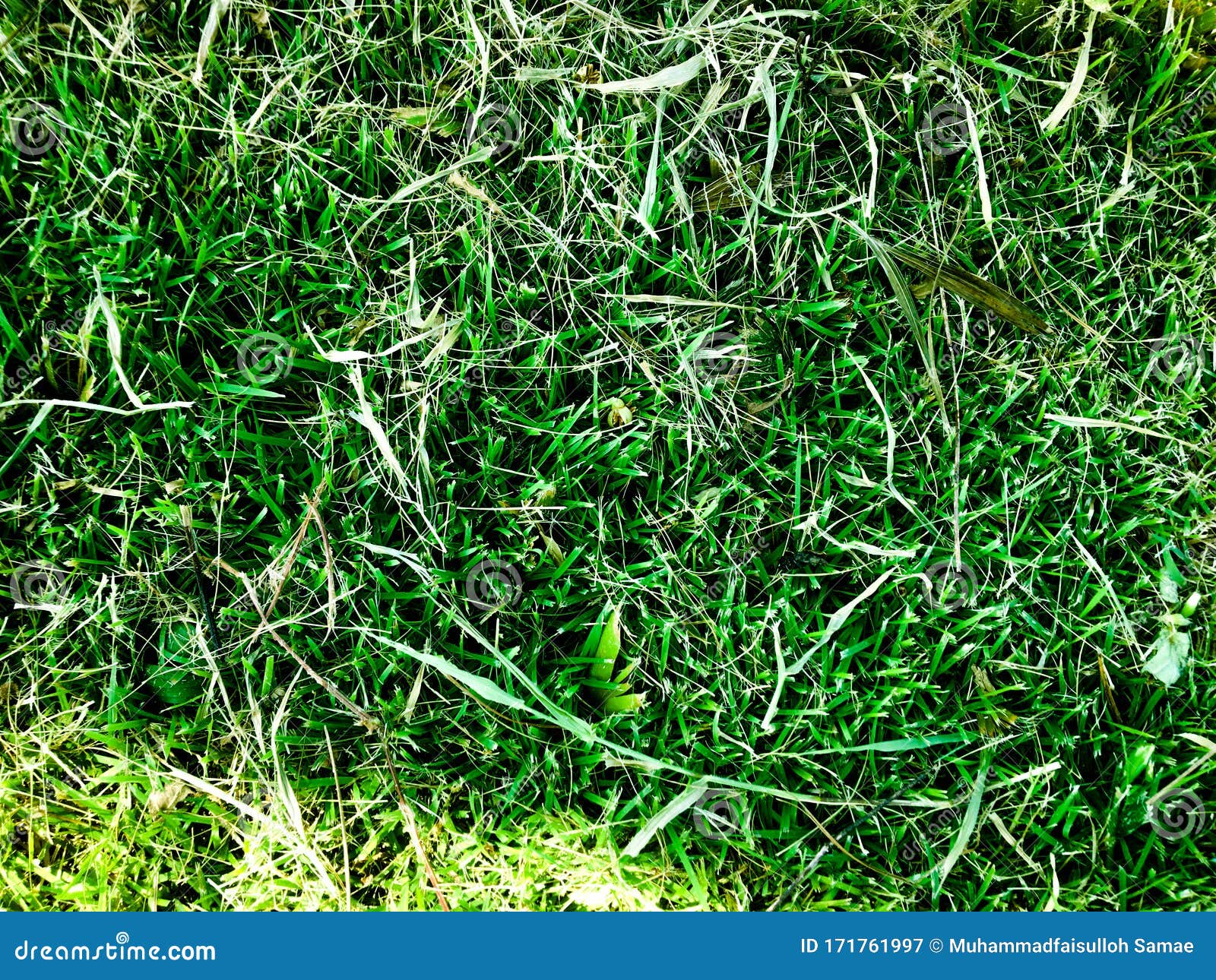 Beautiful Green Grass Pattern from Golf Course for Background. Copy ...