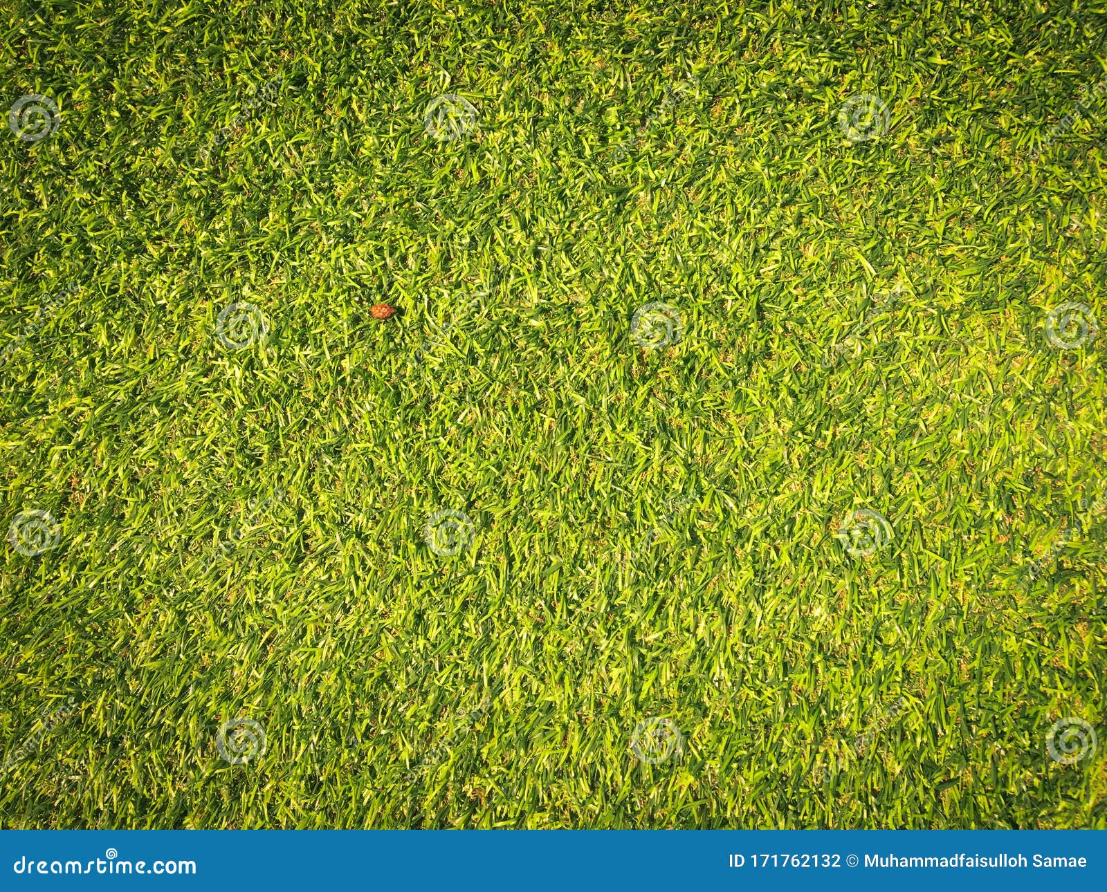 Beautiful Green Grass Pattern from Golf Course for Background. Copy ...