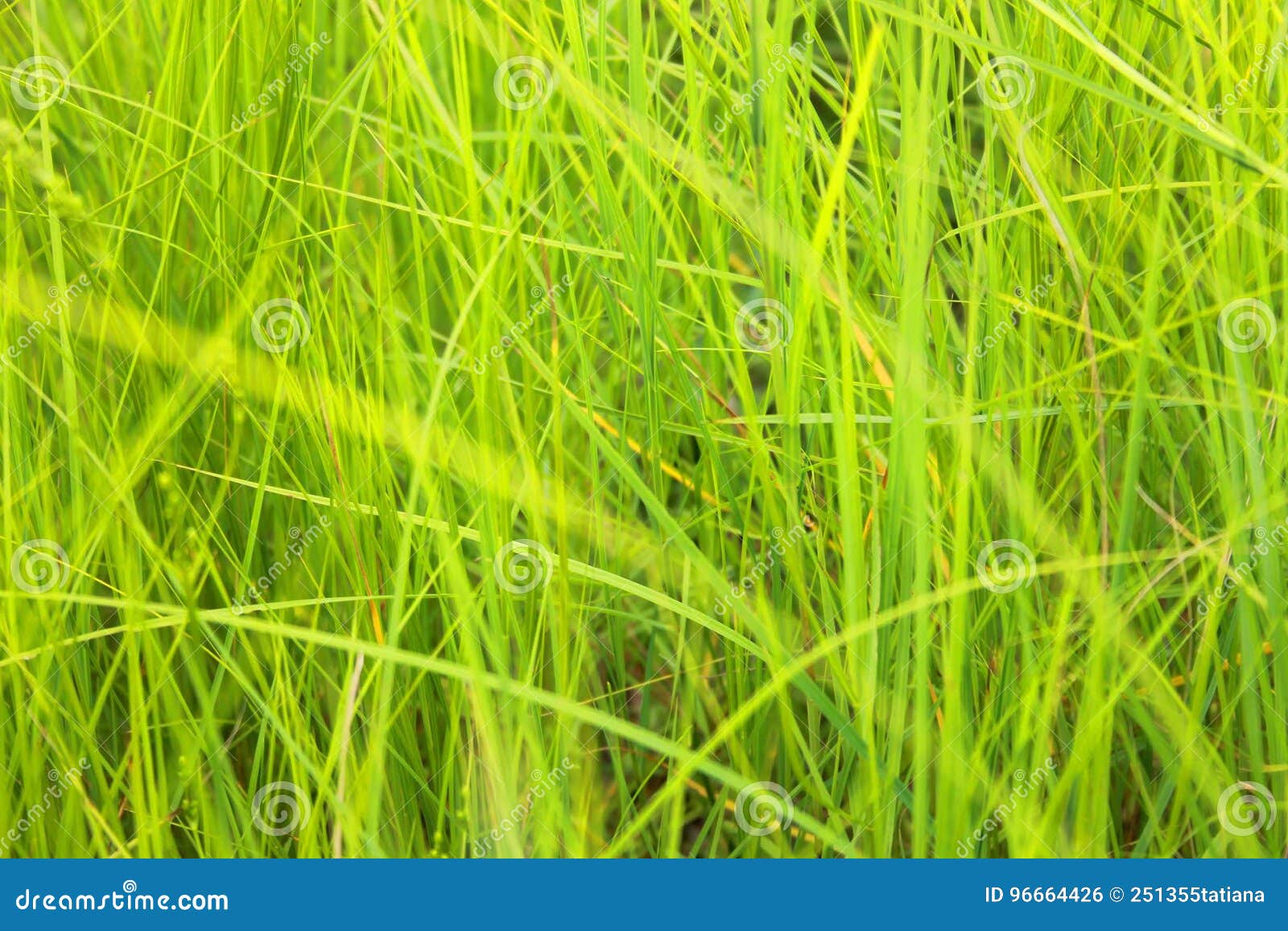 Beautiful green grass stock photo. Image of grass, activity - 96664426
