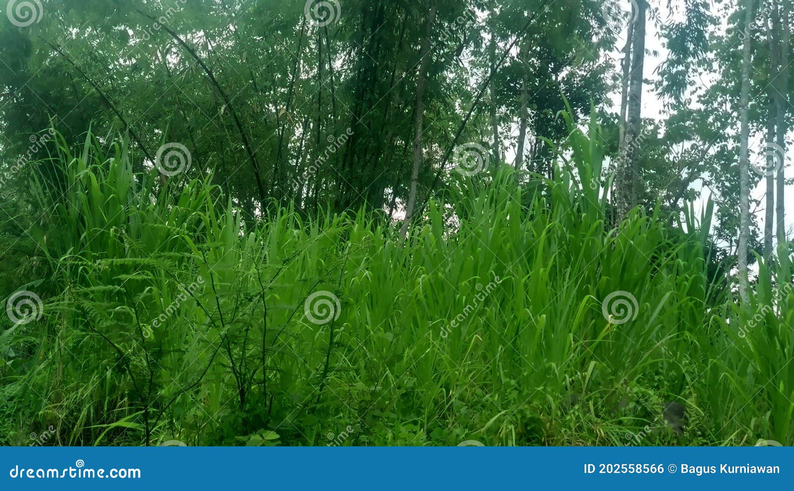 The Beautiful Green Grass by the River Stock Photo - Image of beautiful ...
