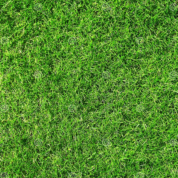Beautiful Green Grass Texture Stock Photo - Image of idyllic, botany ...