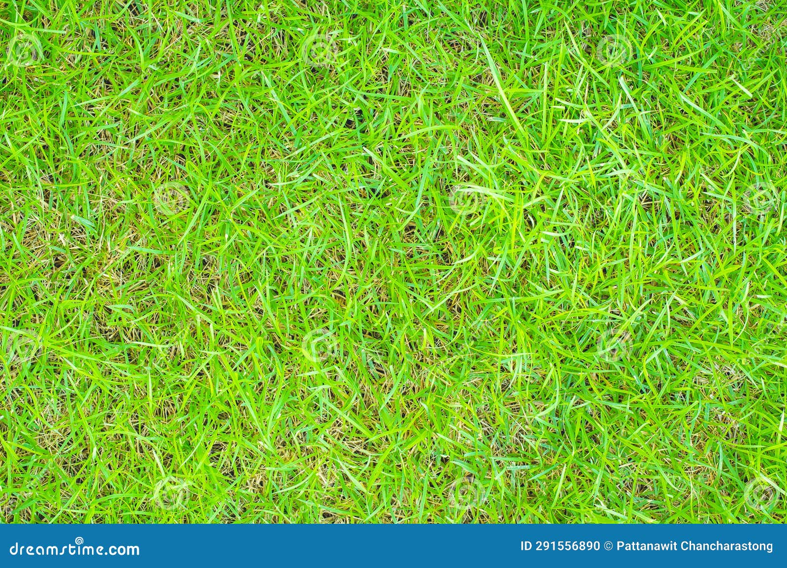 Beautiful Green Grass Texture for Background Stock Photo - Image of ...
