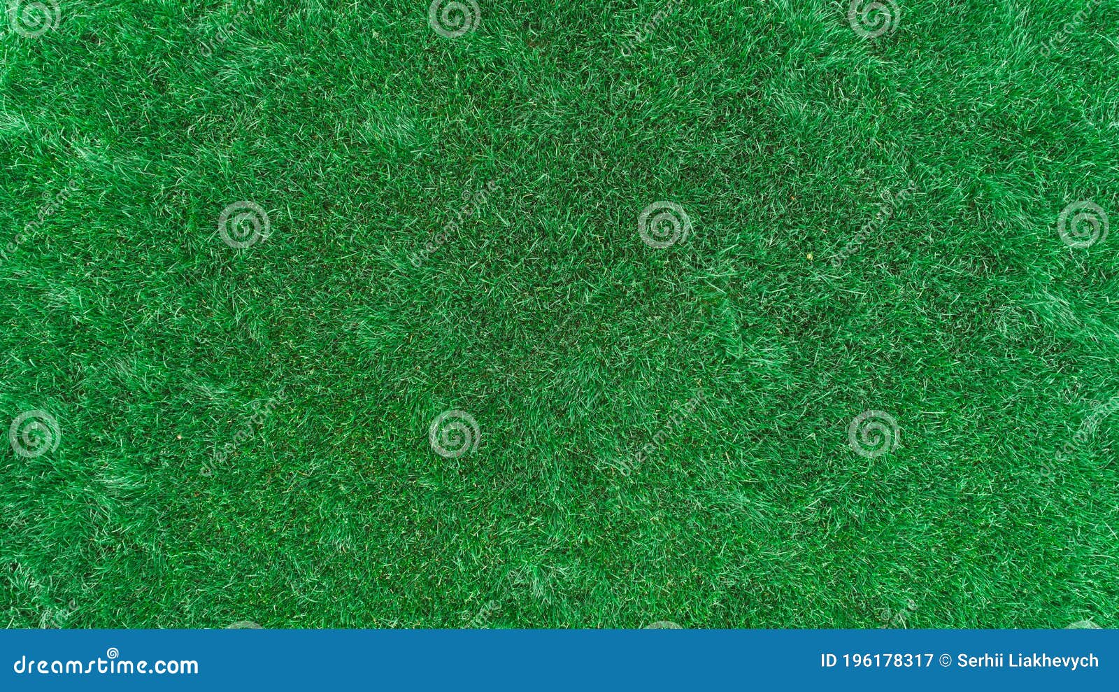 Beautiful Green Grass Texture. Stock Image - Image of garden, field ...