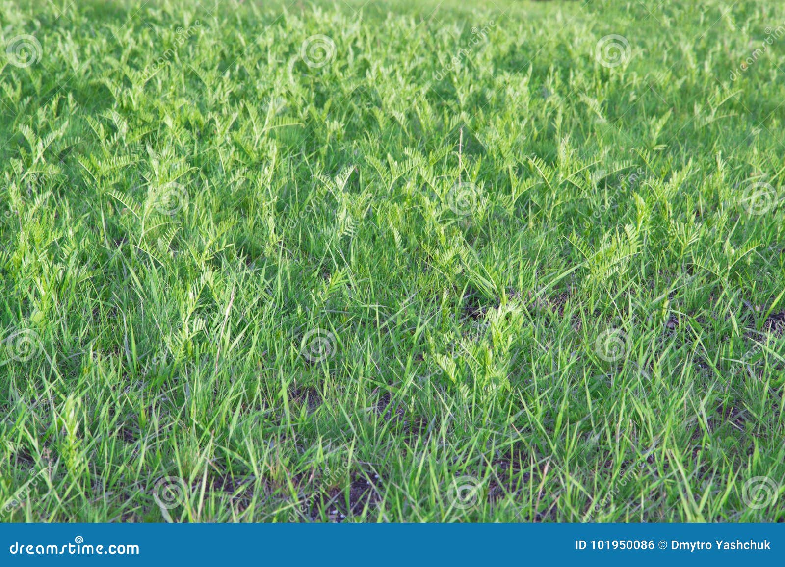 Beautiful Green Grass Texture from Golf Course Stock Photo - Image of ...