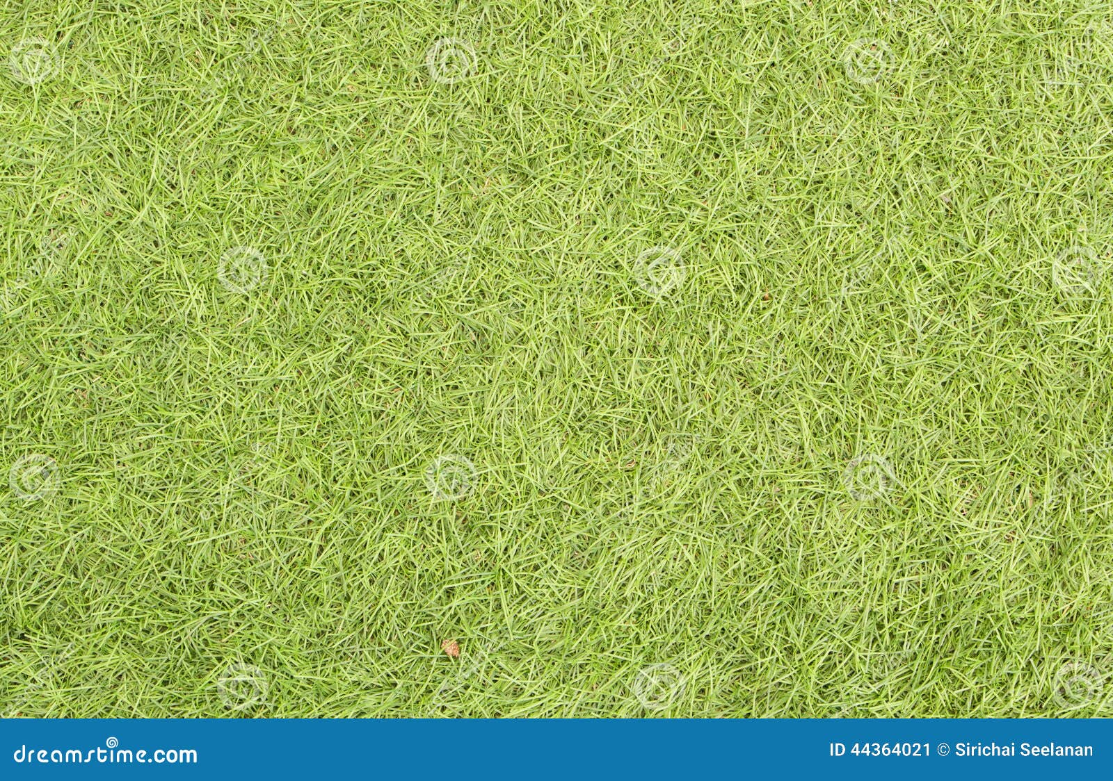 Beautiful Green Grass Texture from Golf Course Stock Image - Image of ...