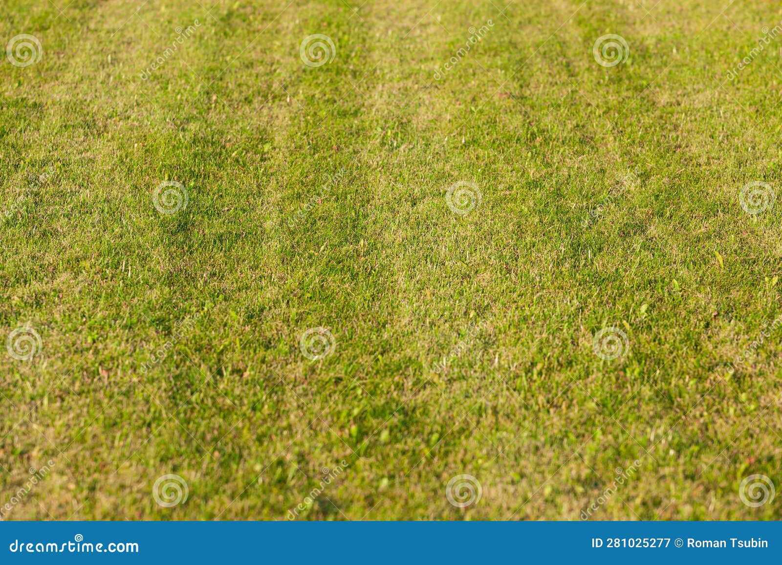 Beautiful Green Grass Texture Stock Image - Image of growth, background ...