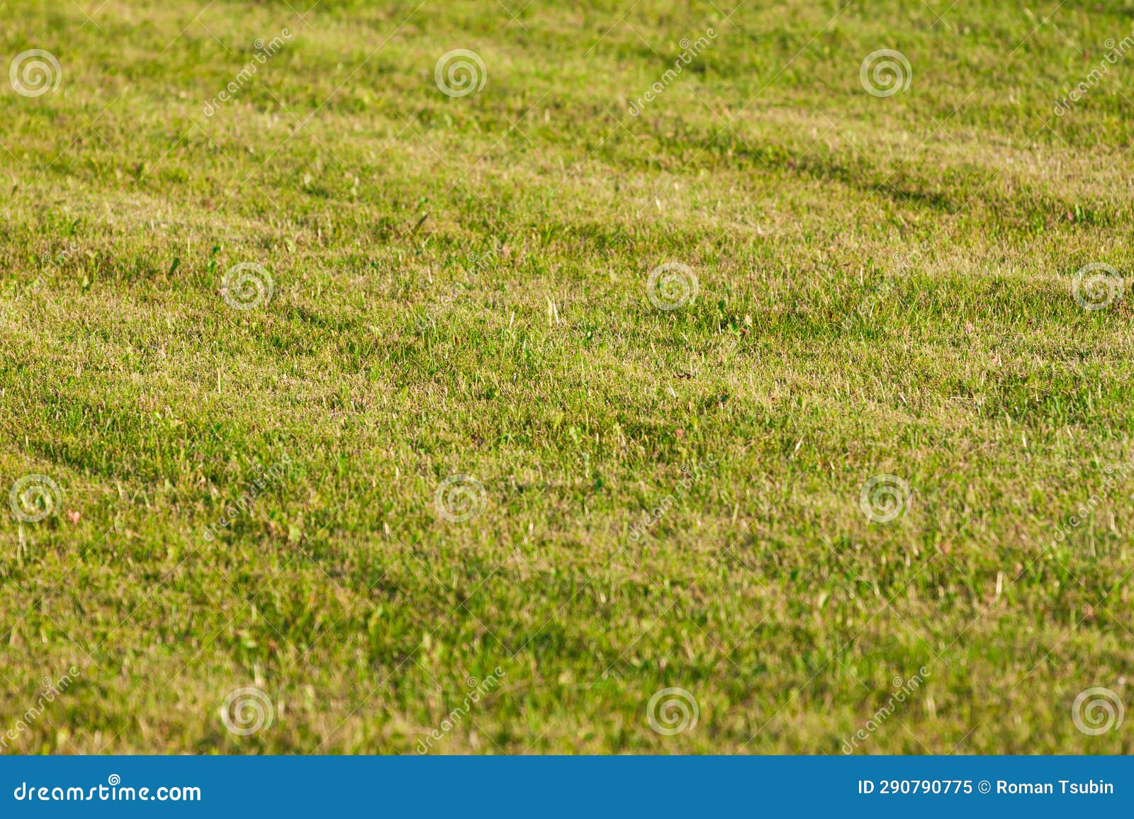 Beautiful Green Grass Texture Stock Image - Image of blades, land ...