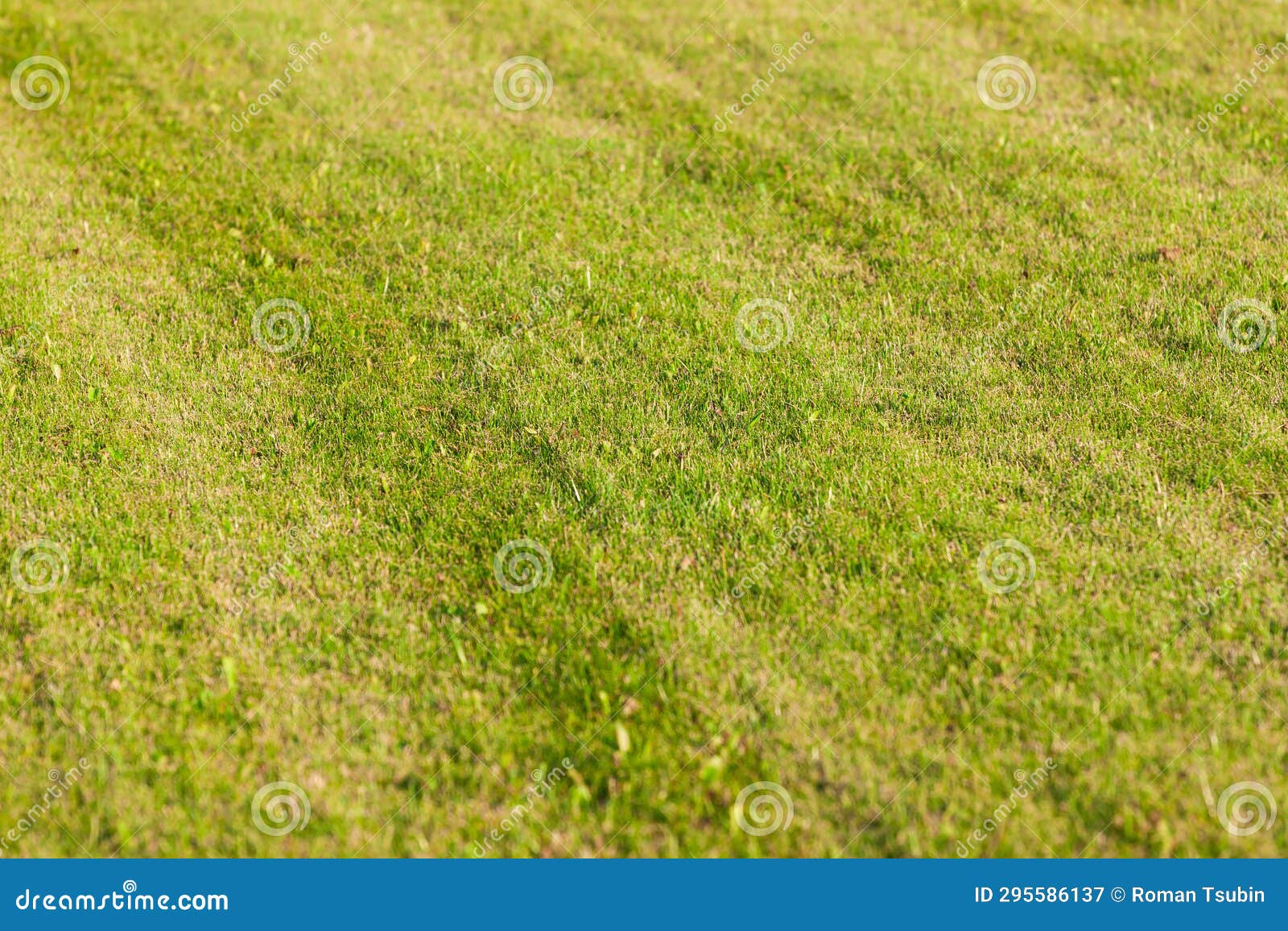 Beautiful Green Grass Texture Stock Image - Image of lawn, simplicity ...