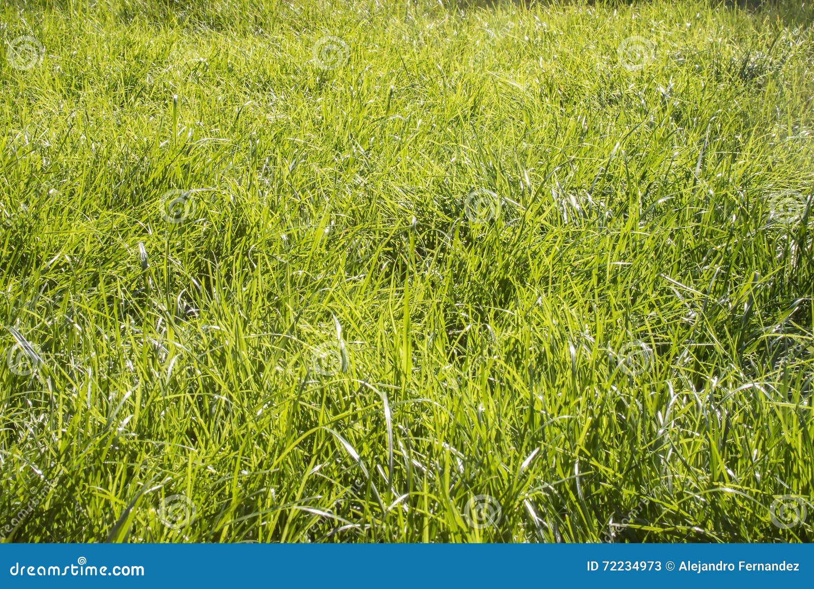 Beautiful Green Grass Texture Under Spring Sunlight Stock Image - Image ...