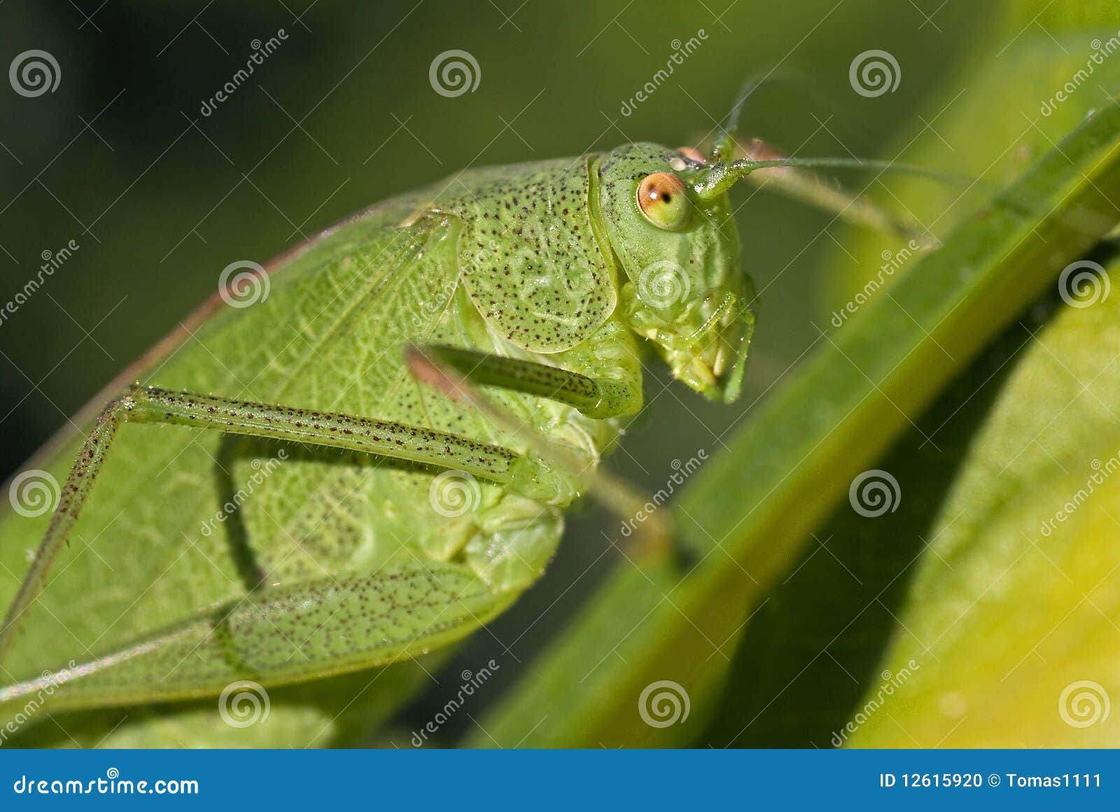 Beautiful Green Grasshopper Stock Photo - Image of portrait, plant ...