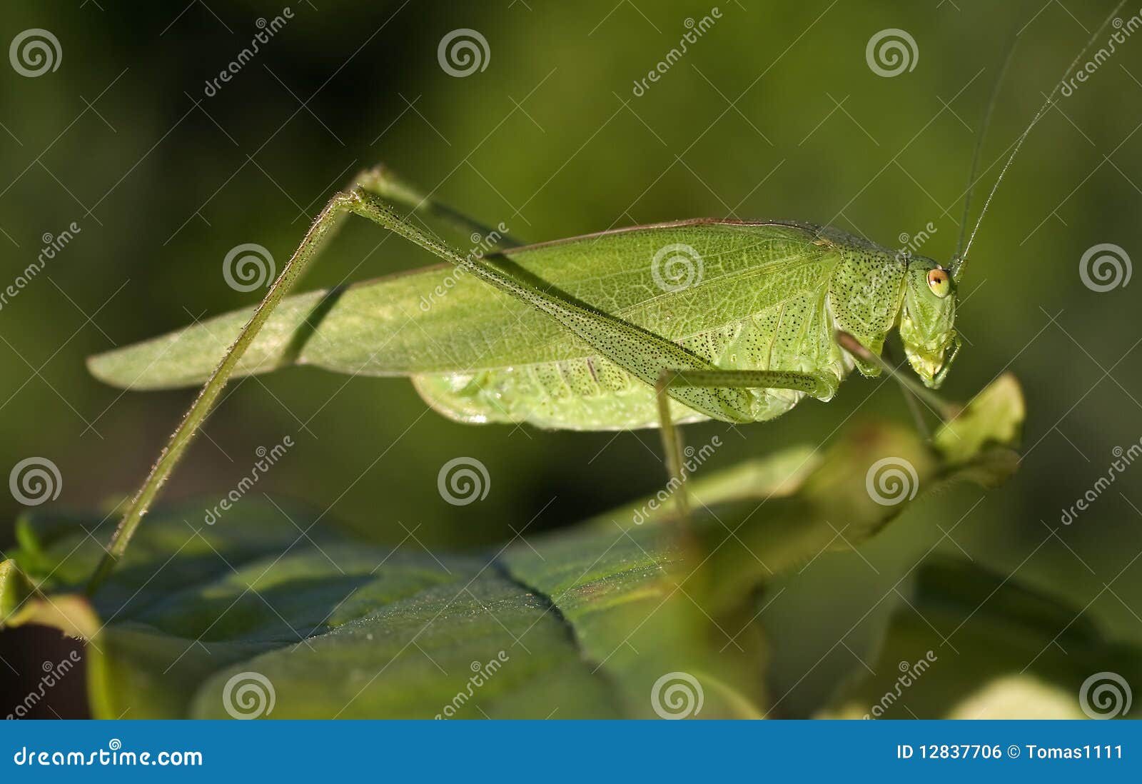 Beautiful Green Grasshopper Stock Photo - Image of facet, fall: 12837706