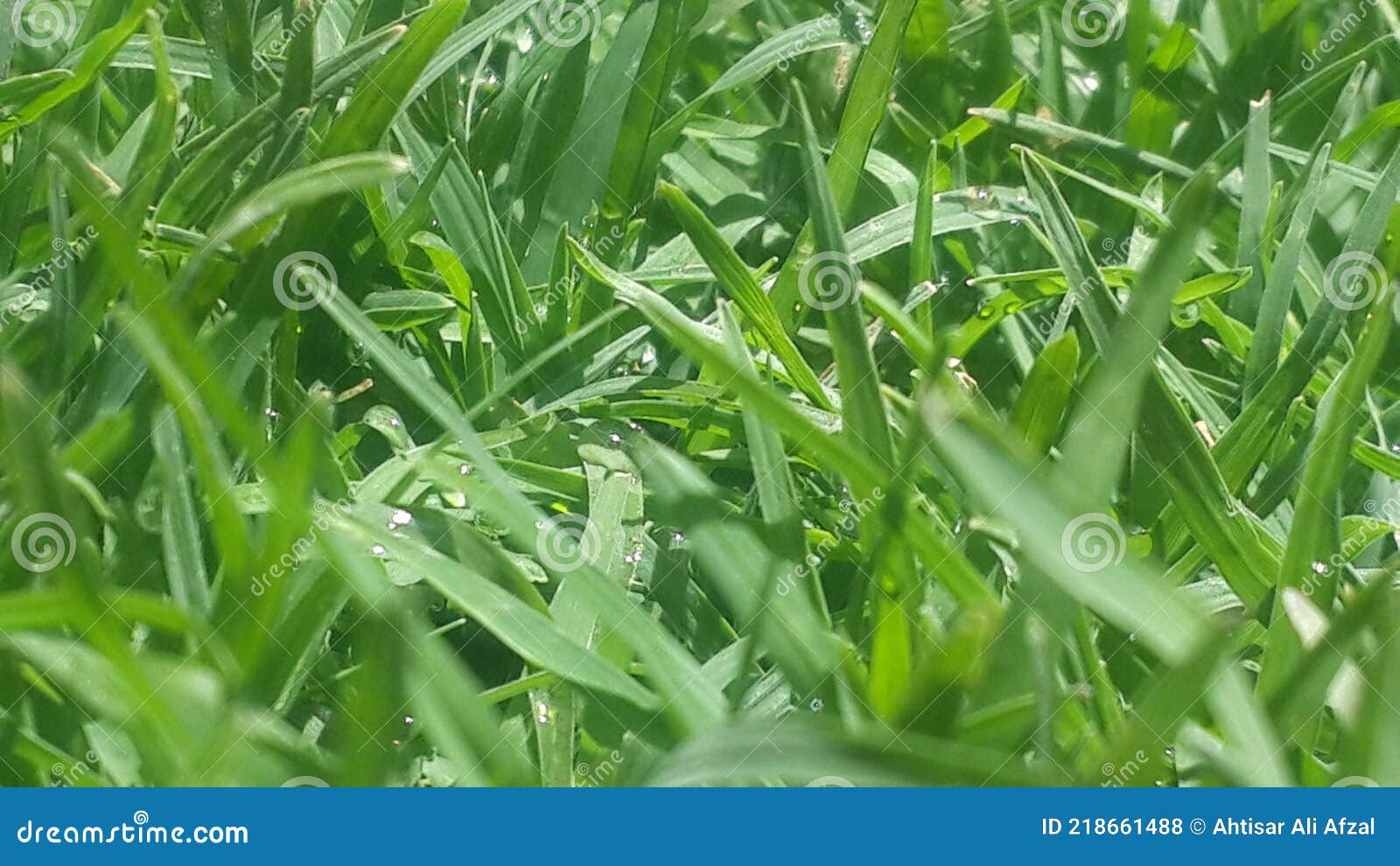 Beautiful Green Grassland Good Stock Photo - Image of beautiful ...