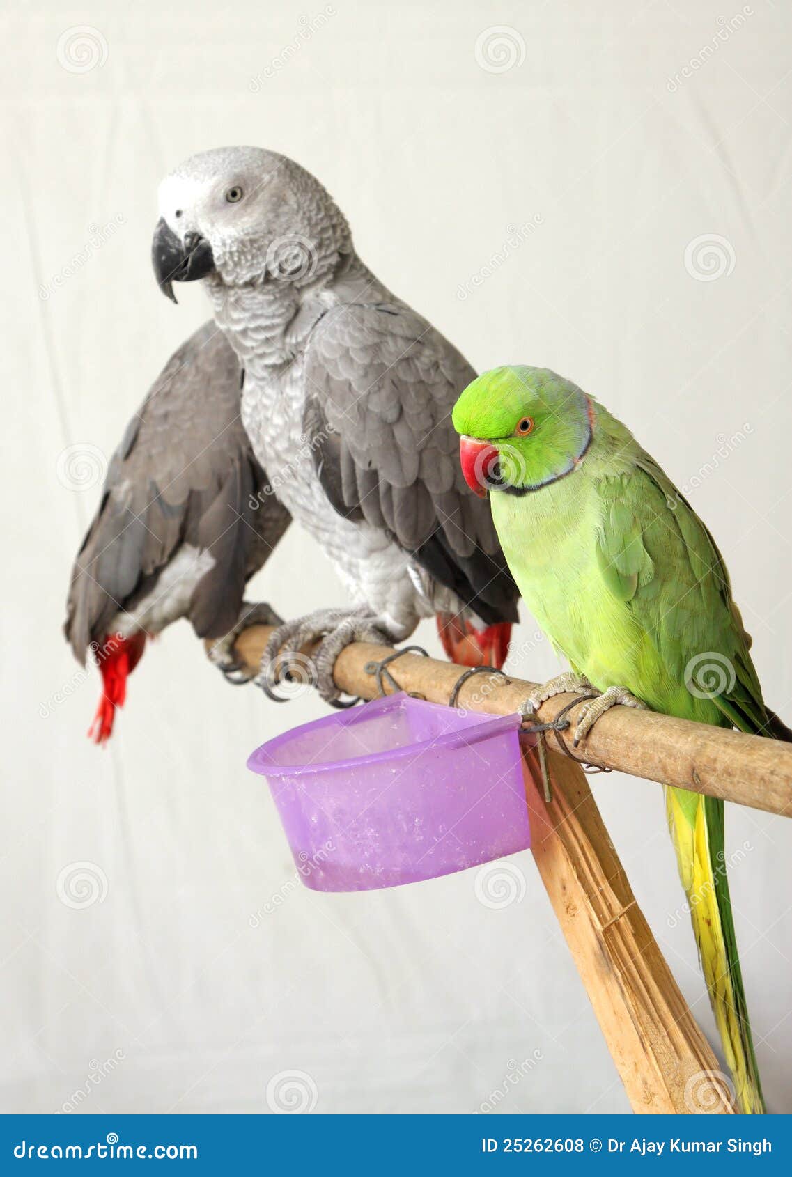 Beautiful Green and Grey Parrots Stock Photo - Image of black, colorful ...