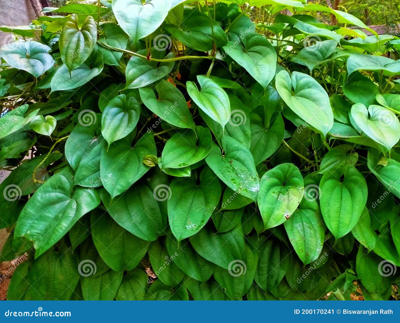Beautiful Green Heart Shape Bettle Leaf Stock Image - Image of ...
