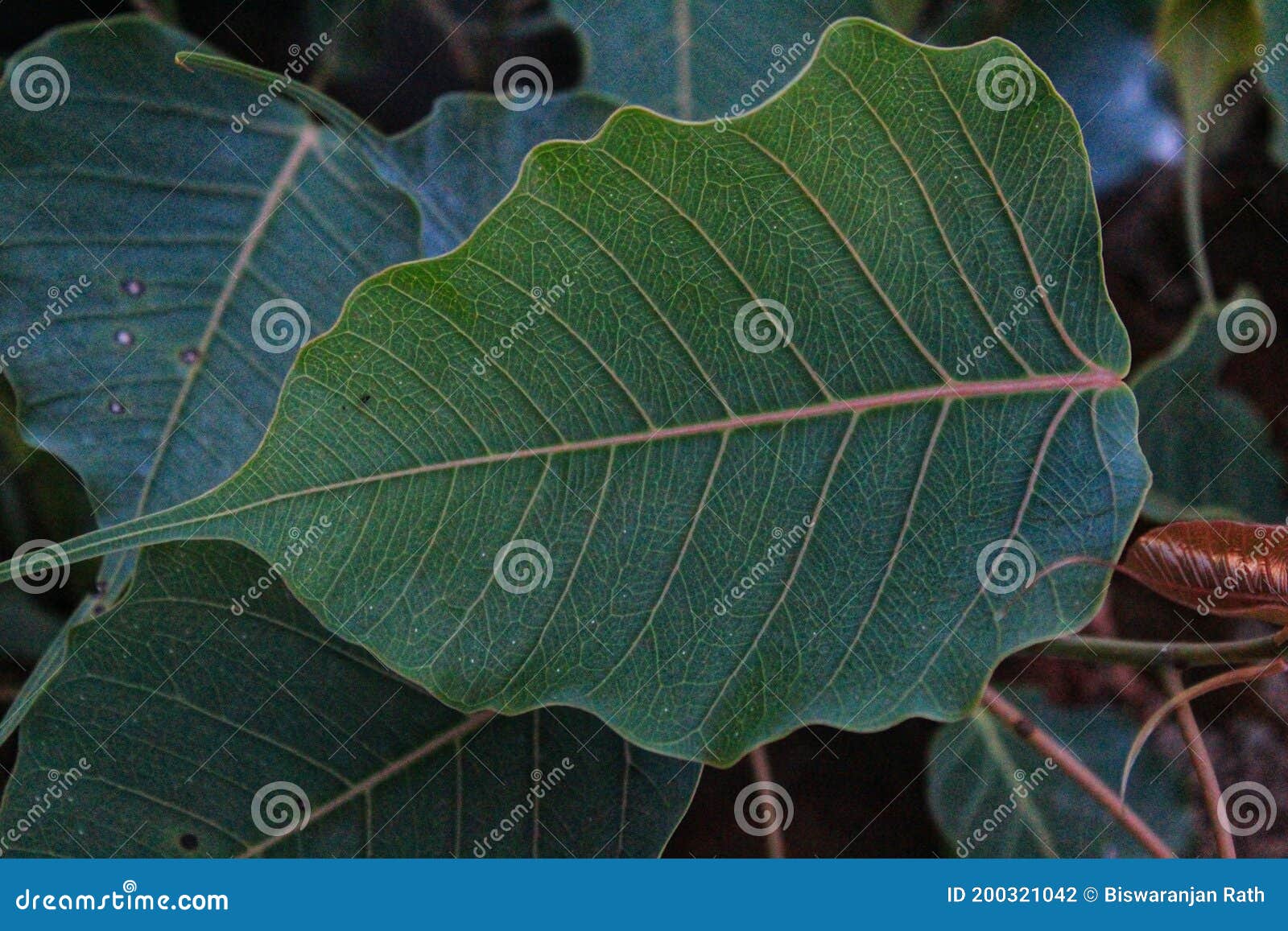 Beautiful Green Heart Shape Bettle Leaf Stock Photo - Image of tree ...
