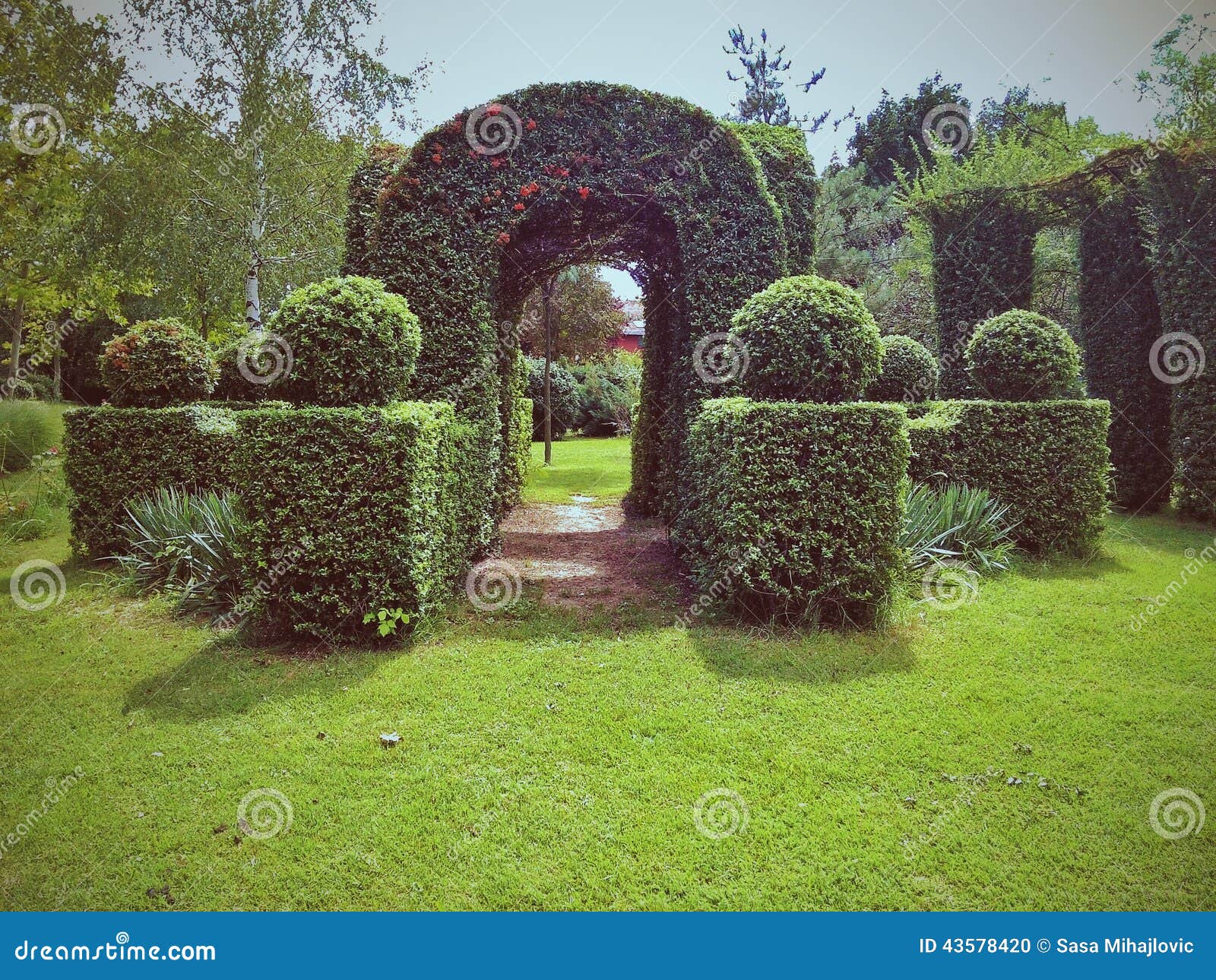 Beautiful green hedge gate stock photo. Image of gate - 43578420