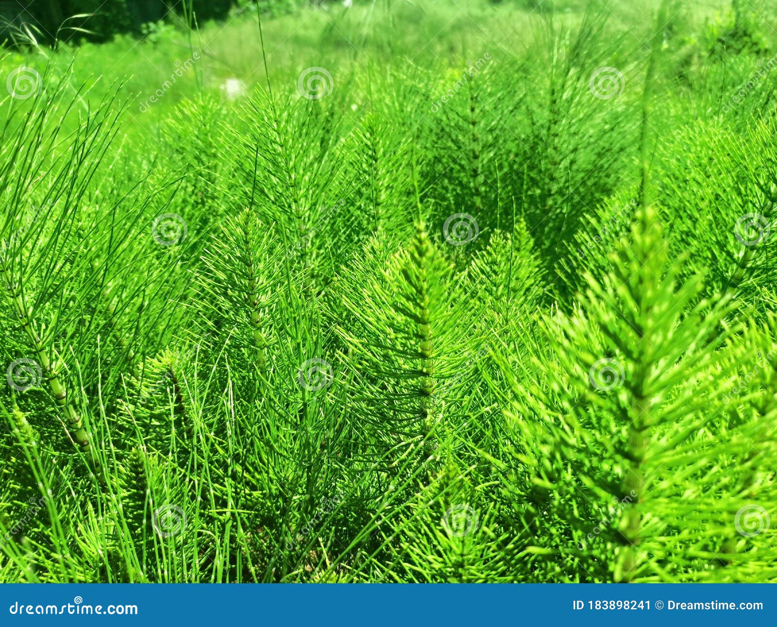 Beautiful Green Horsetail at the Spring on the Wallpaper Stock Image ...
