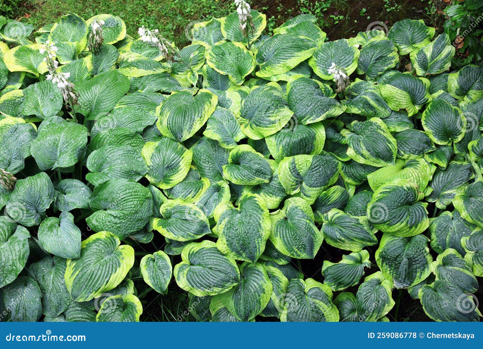 Growing Hostas Royalty-Free Stock Image | CartoonDealer.com #13620112