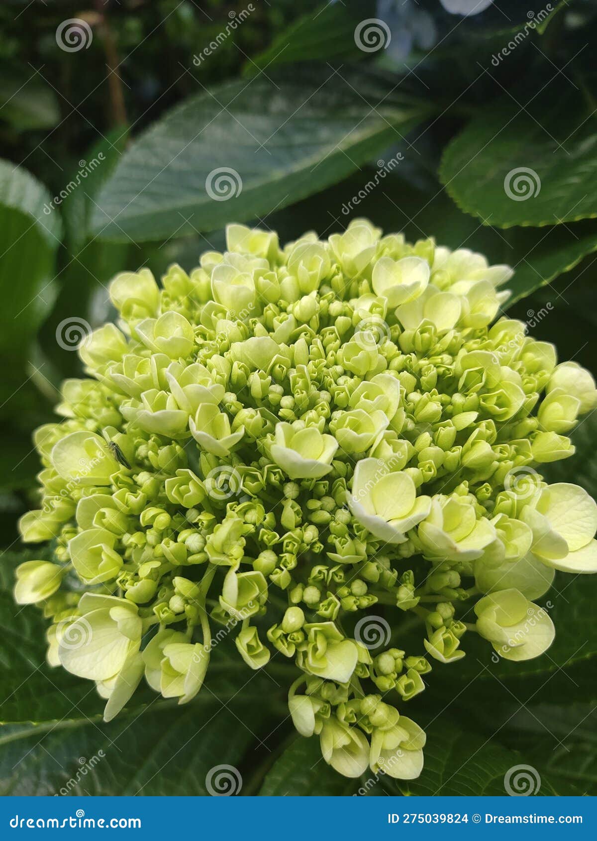 Beautiful Green Hydrangea Flower Stock Photo - Image of green ...