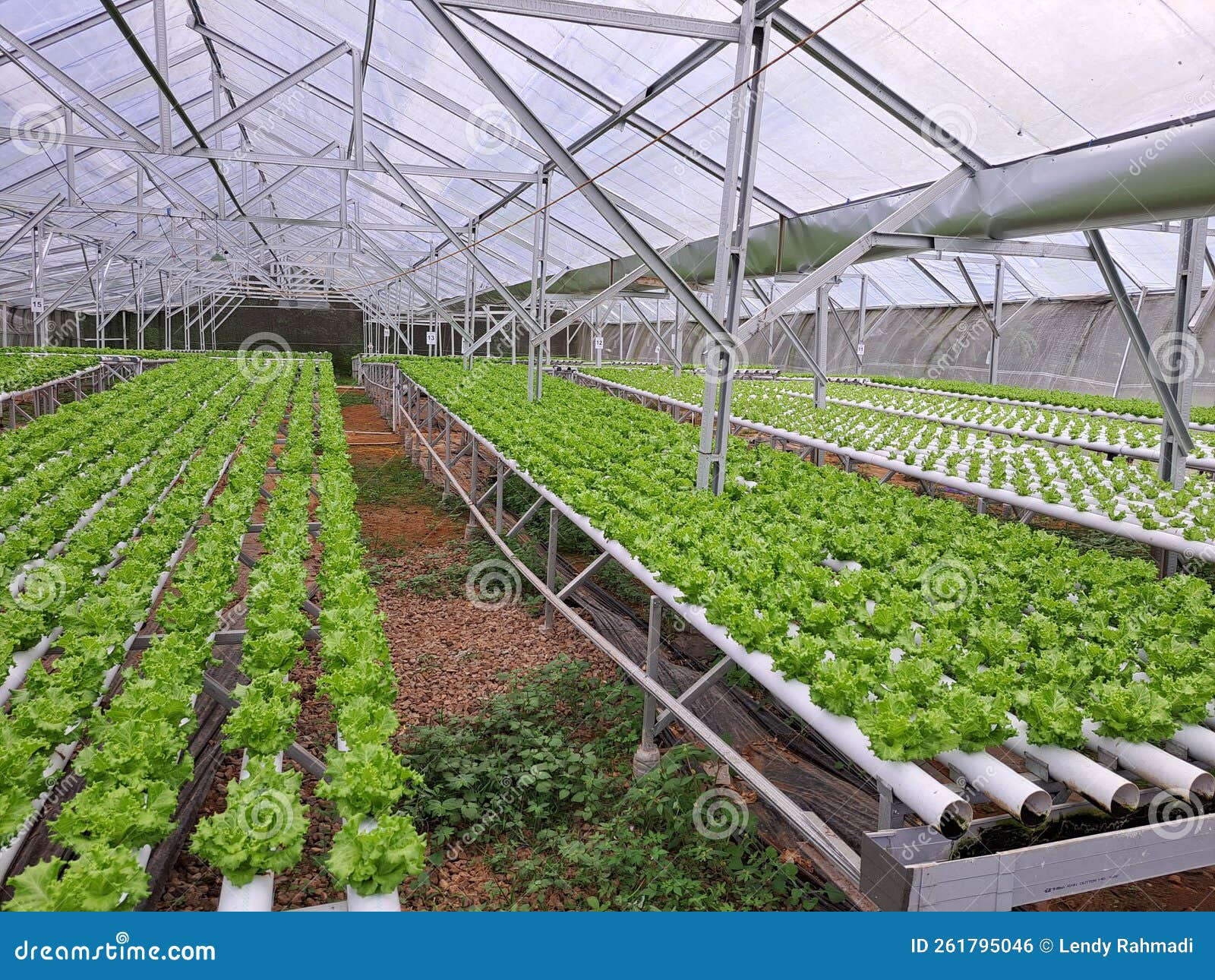Beautiful Green Hydroponics Farm Stock Photo - Image of food, field ...