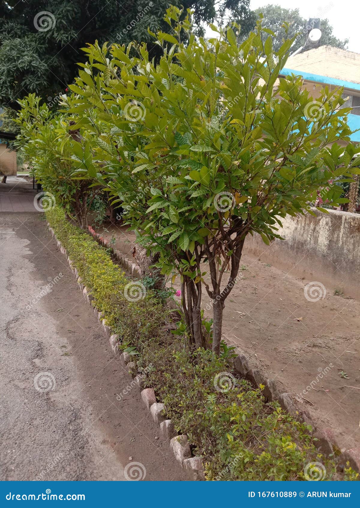 Indian Trees Are Extremaly Beautiful During Their Flowering Period ...
